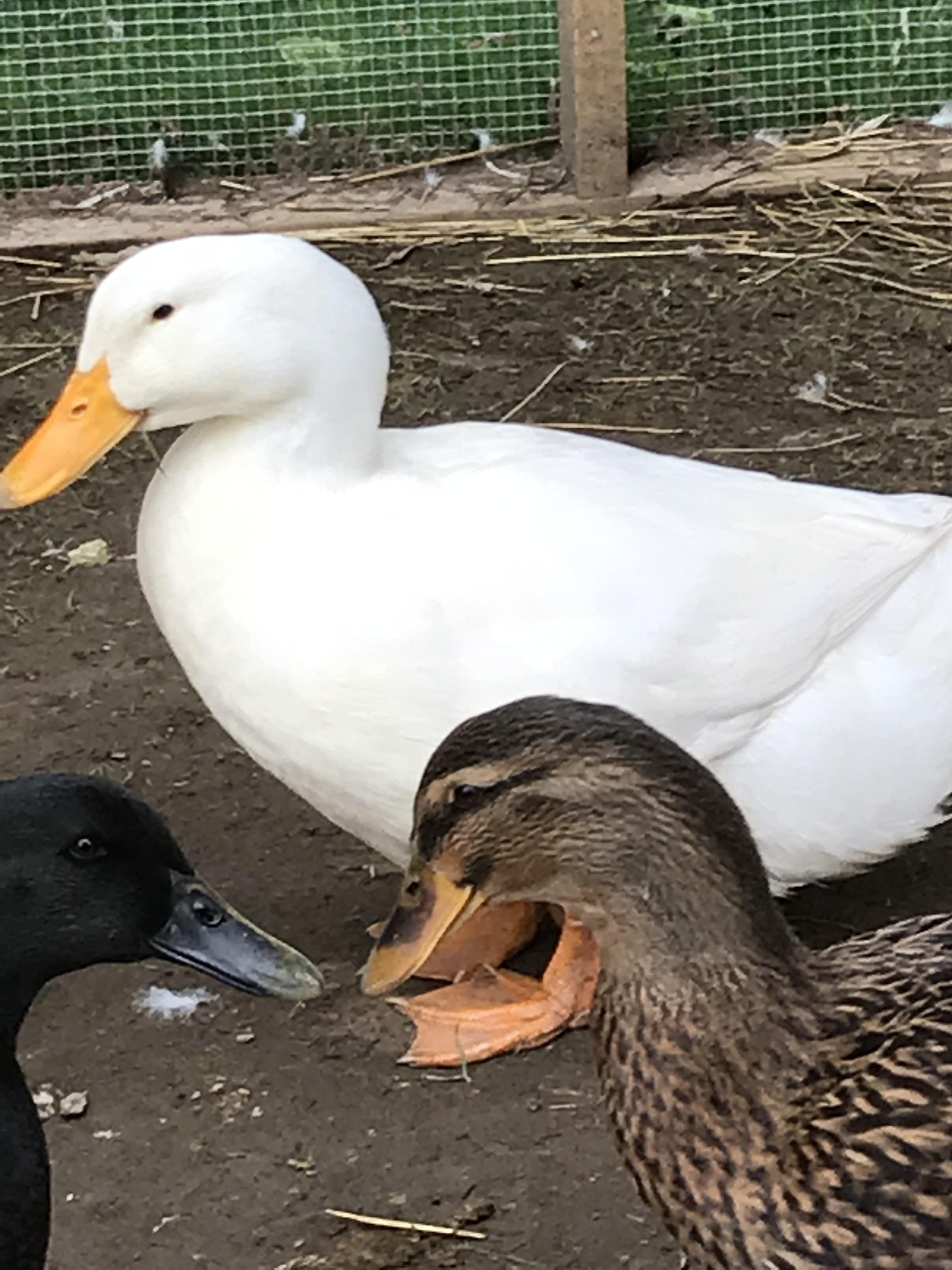 A photo of three of my ducks (Lulu on the left, Dolly in back, Issa on the right | Scrolller