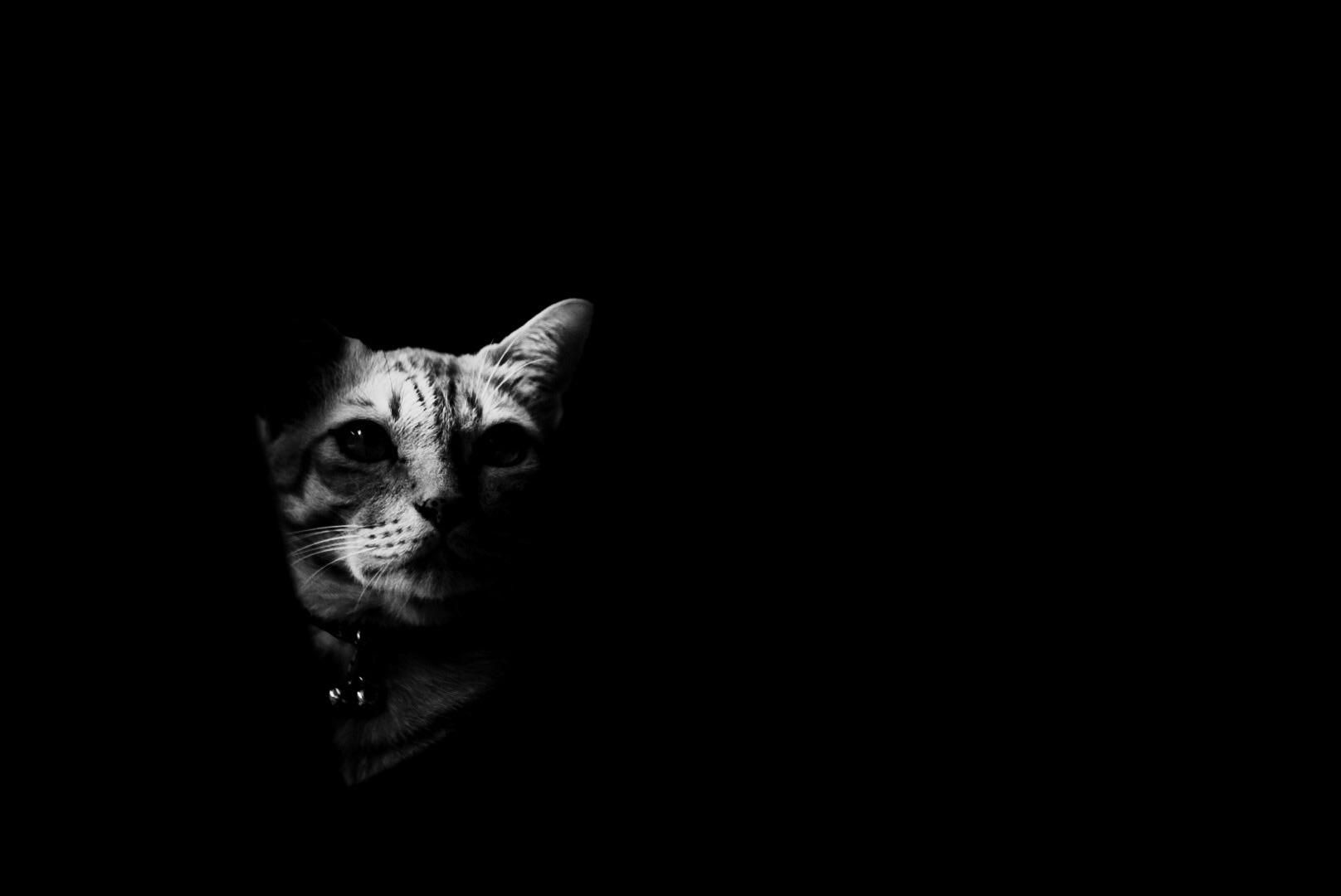 A portrait of my cat in 2018 and was inspired by high contrast BW along with chiaroscuro for the ...