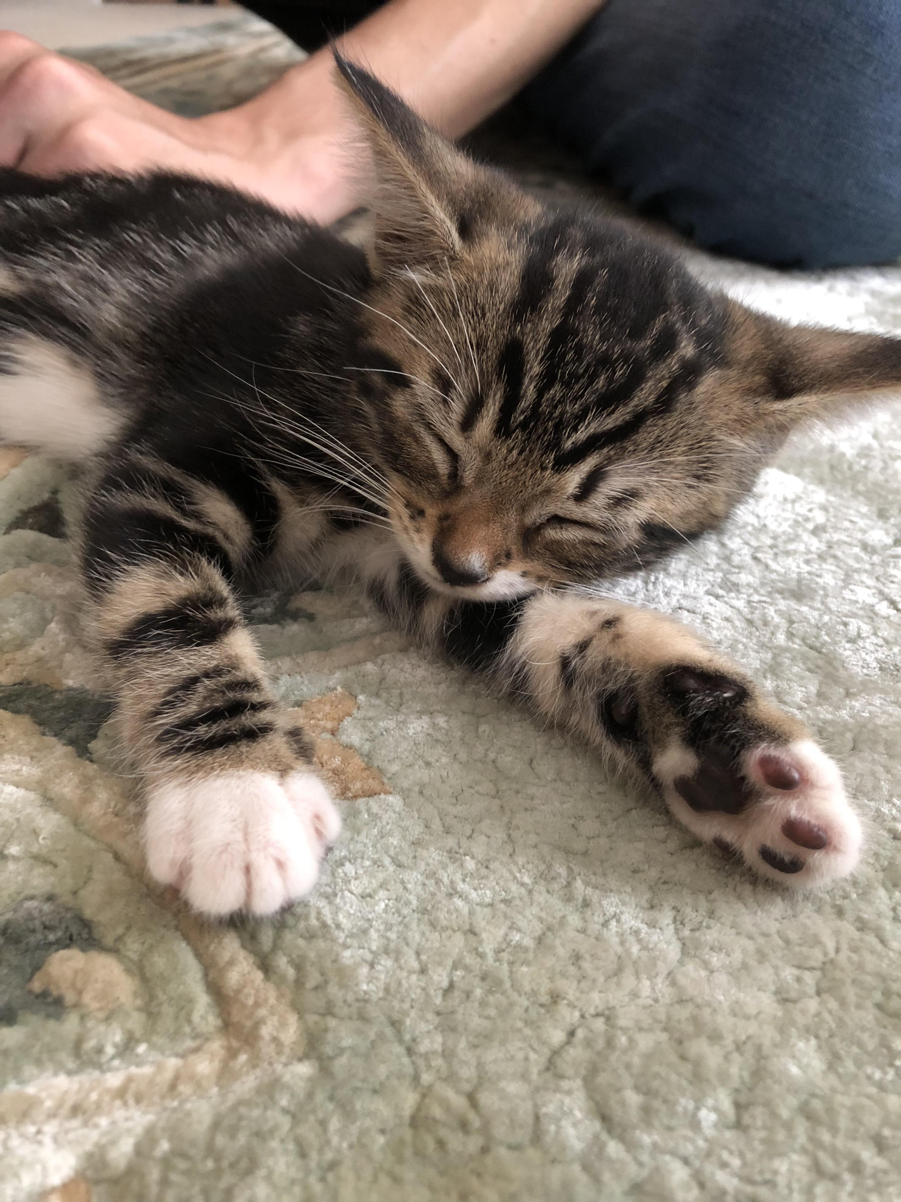 A rare glimpse of my boyfriend’s new kitten’s tiny beans! | Scrolller