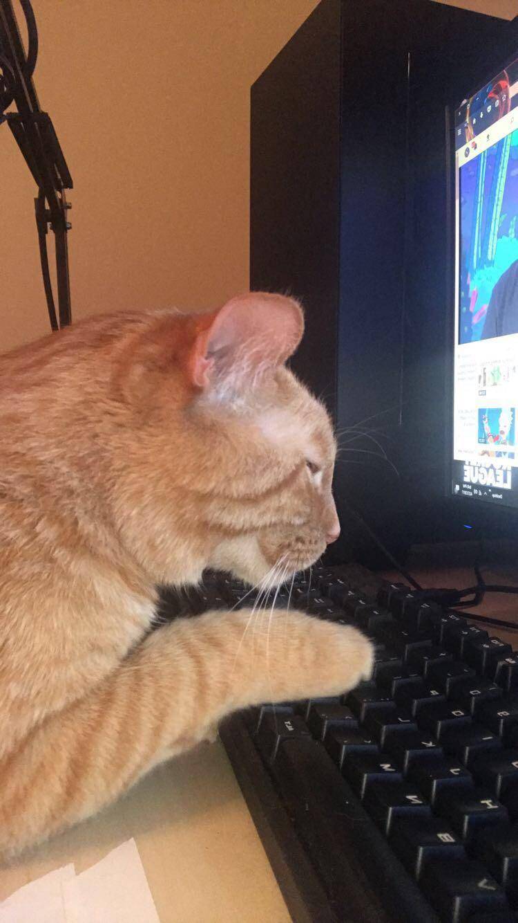 A rare picture of my cat shit posting on reddit. | Scrolller