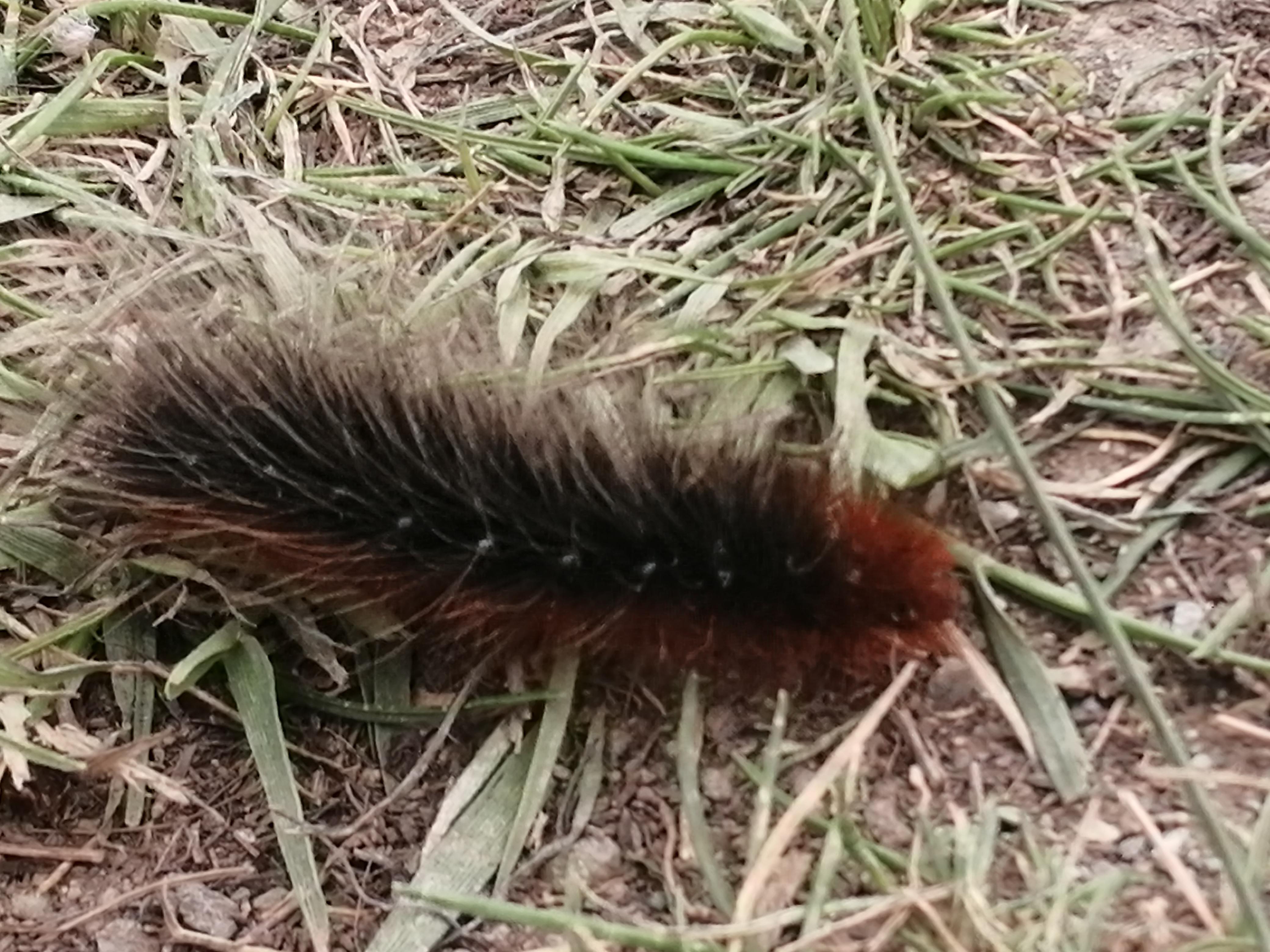 a really really hairy boi | Scrolller