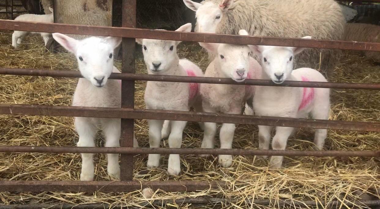 A sheepy quad squad🐑💕 | Scrolller