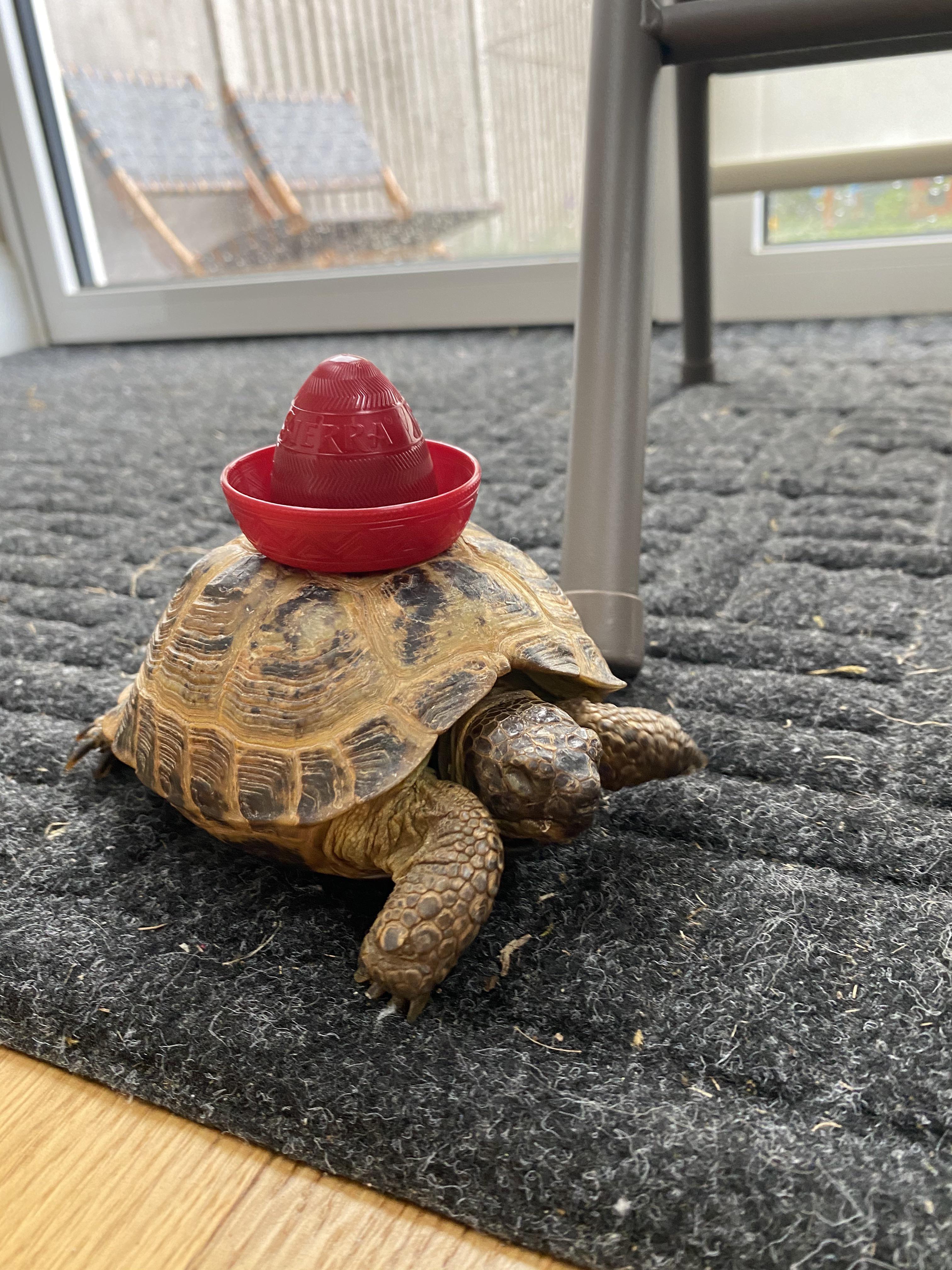 A sleeping yoshi @kiyoshi_the_tortoise | Scrolller