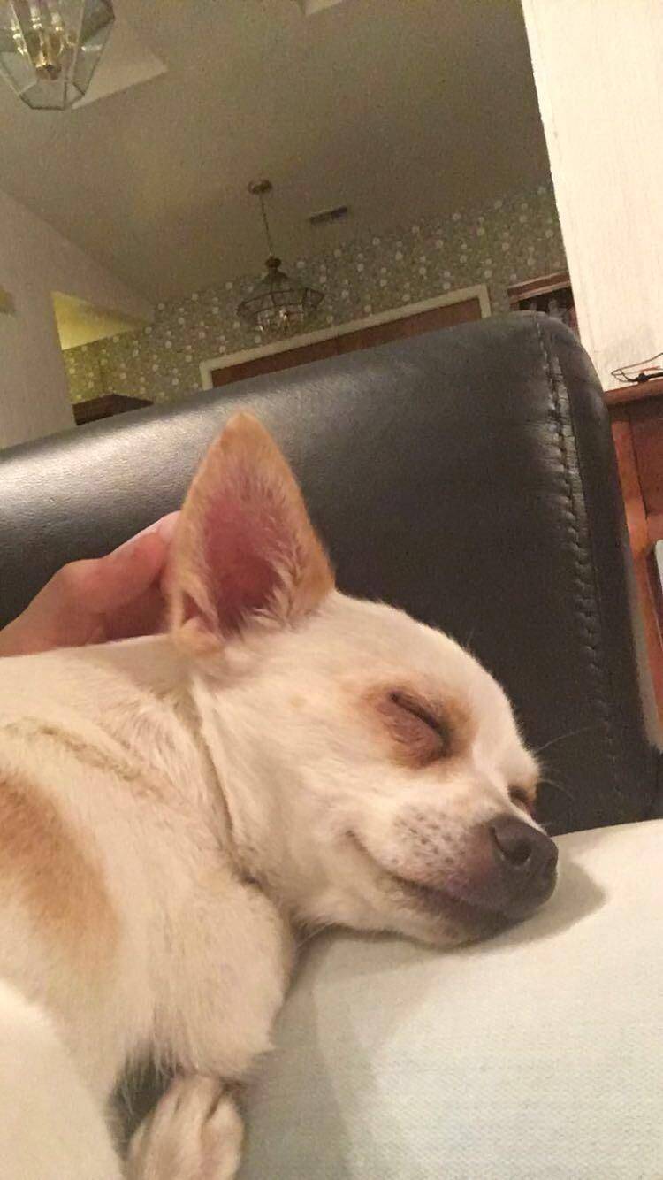 A sleepy, smiling pupper | Scrolller