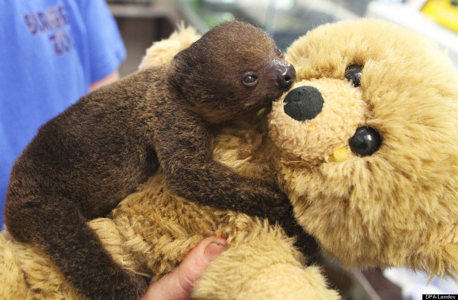 A Sloth And Its Teddy Bear | Scrolller