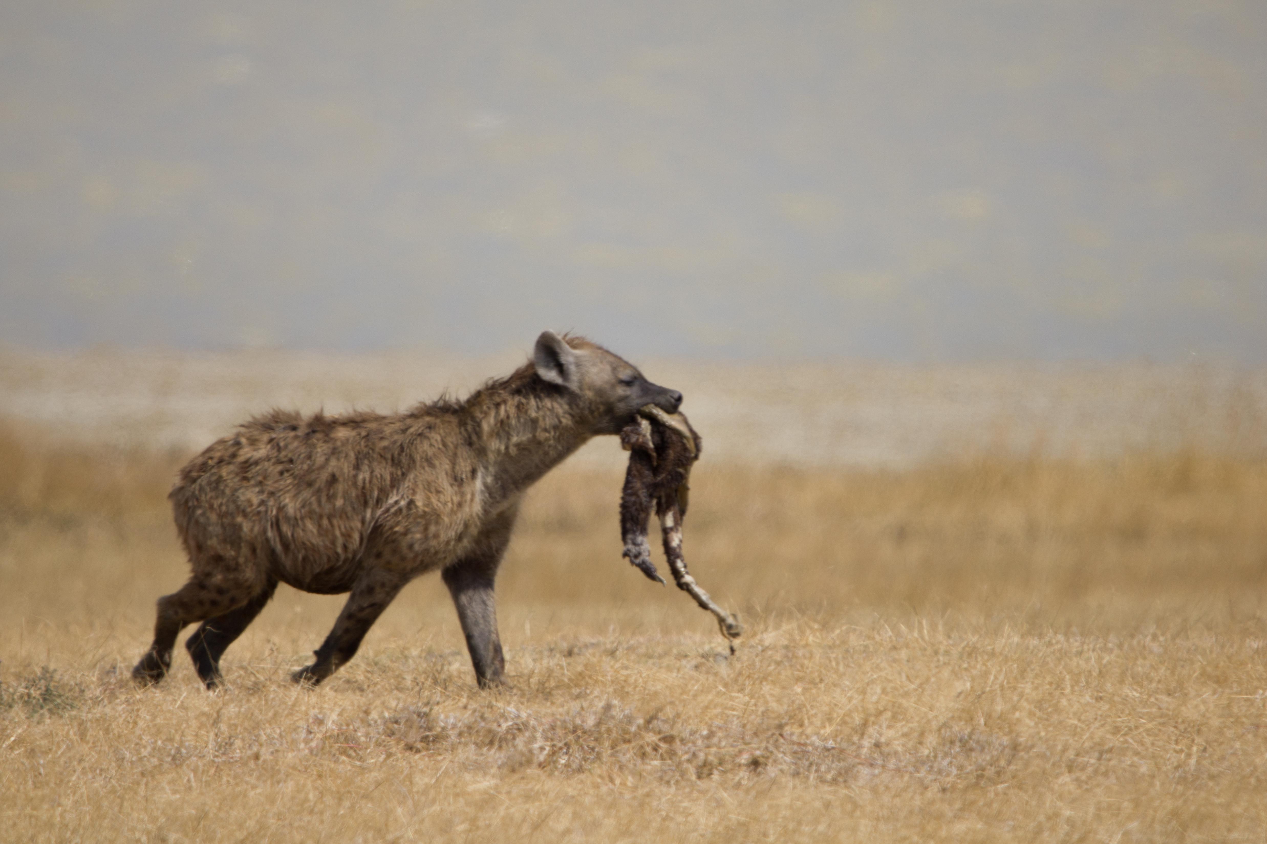 A spotted hyena showing off his lunch | Scrolller