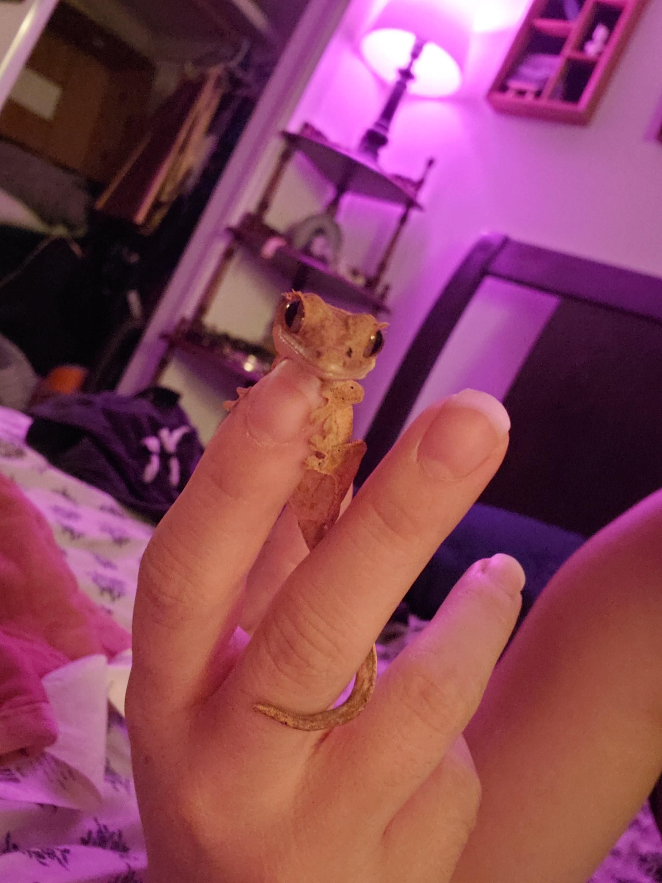 a tiny hug from a tiny gec | Scrolller