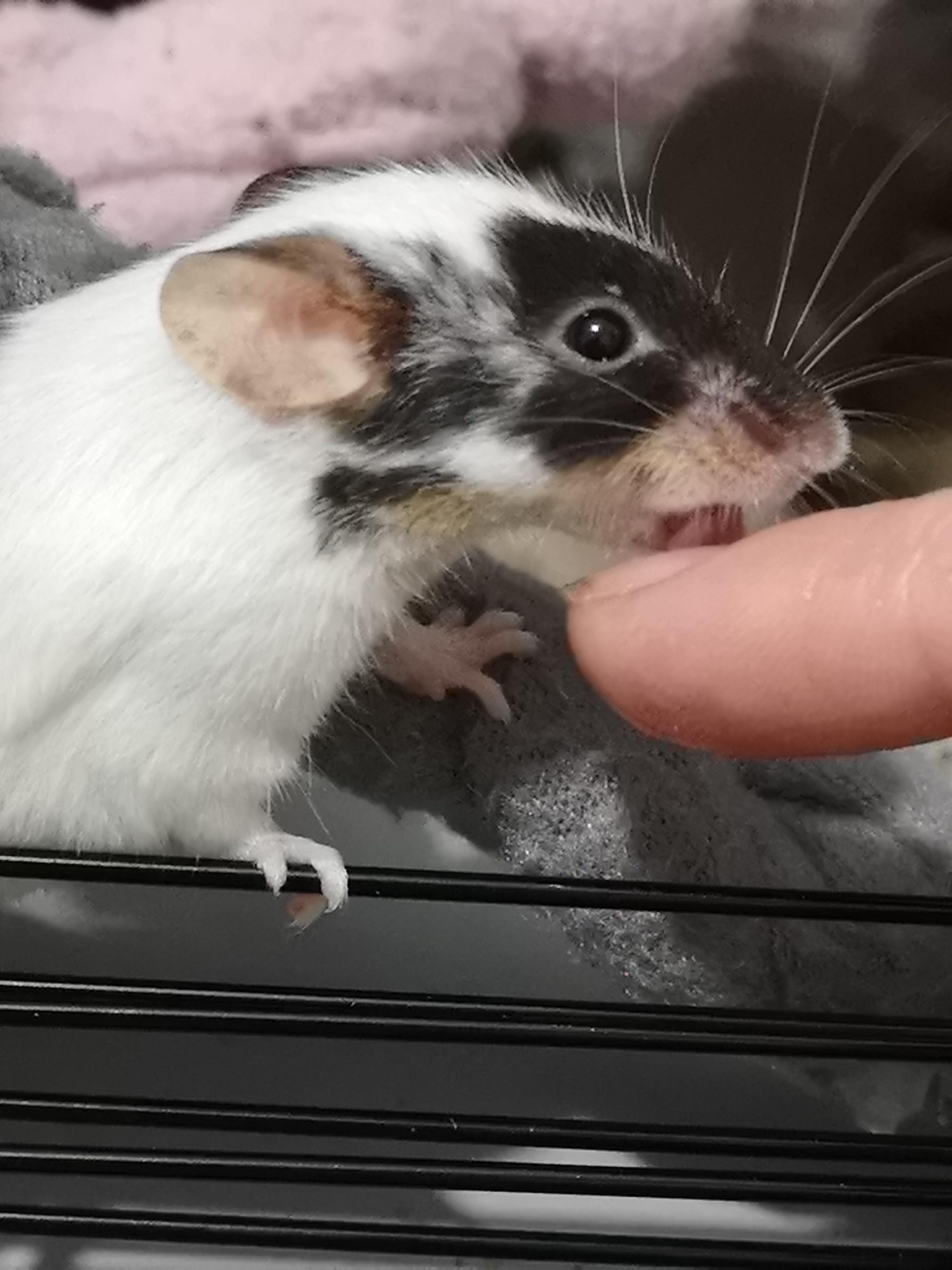 A tiny mlem ️ | Scrolller