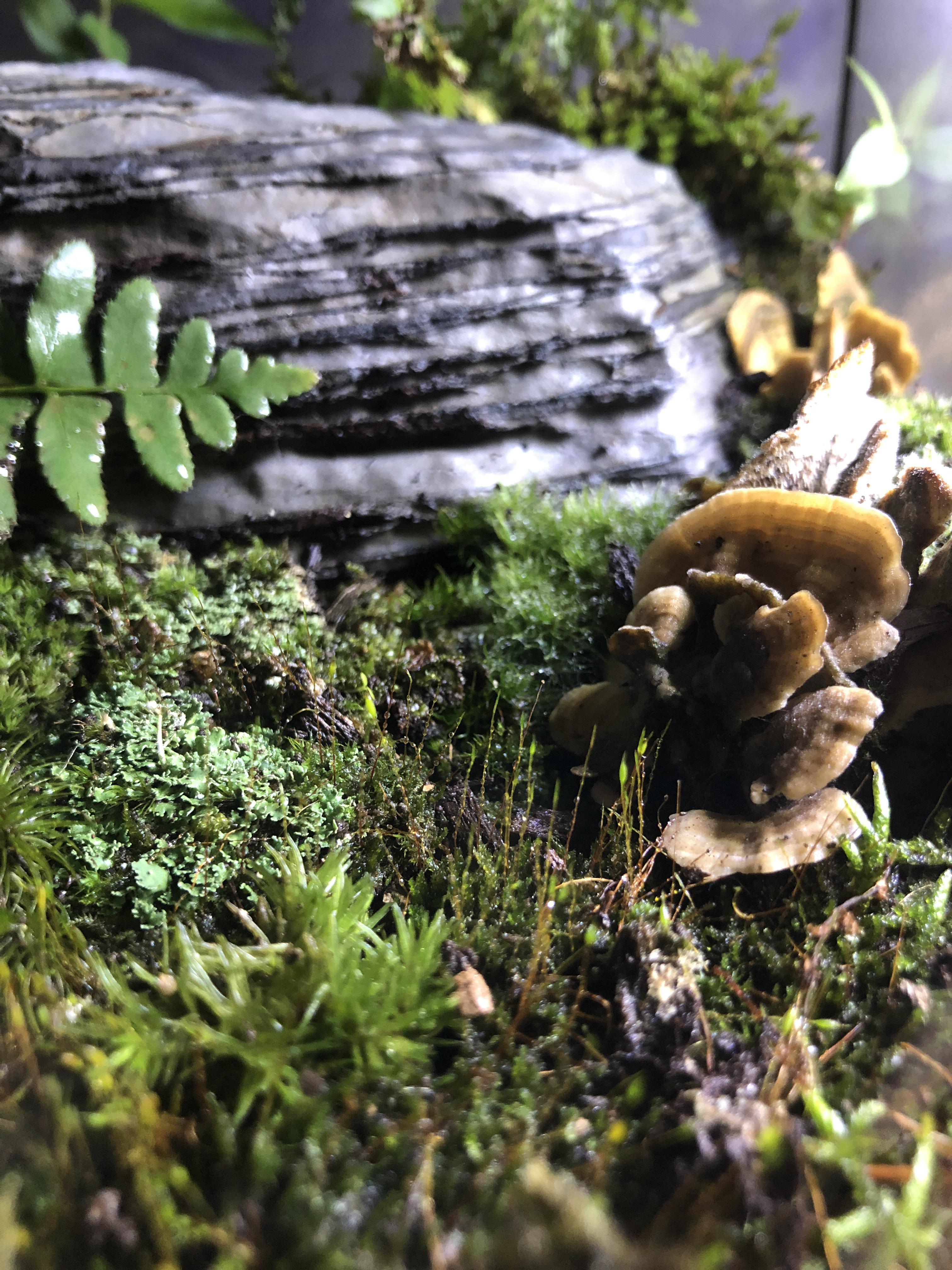 A Tuesday moss closeup to share with you all! | Scrolller