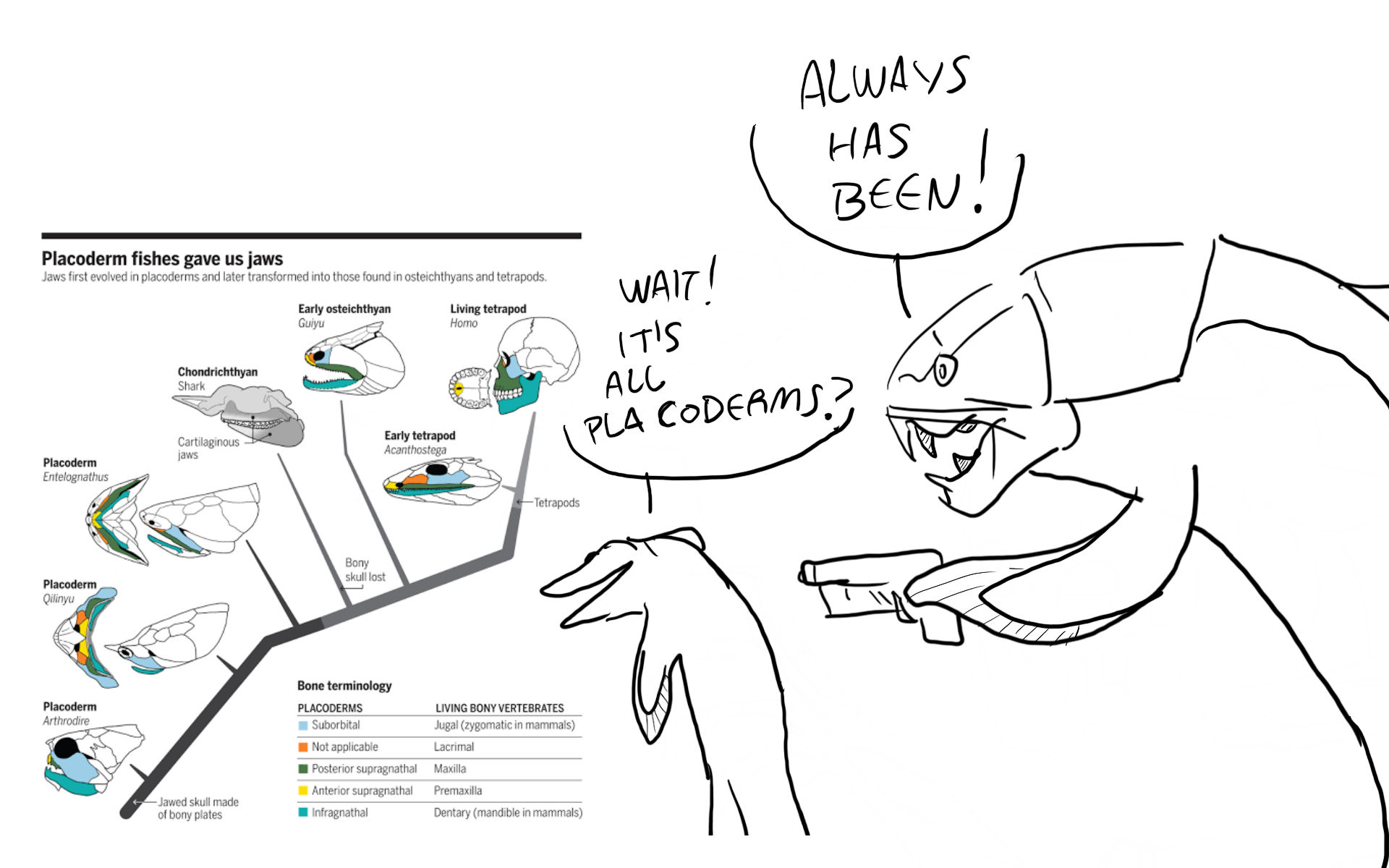 A twist in vertebrate evolution! [OC] | Scrolller