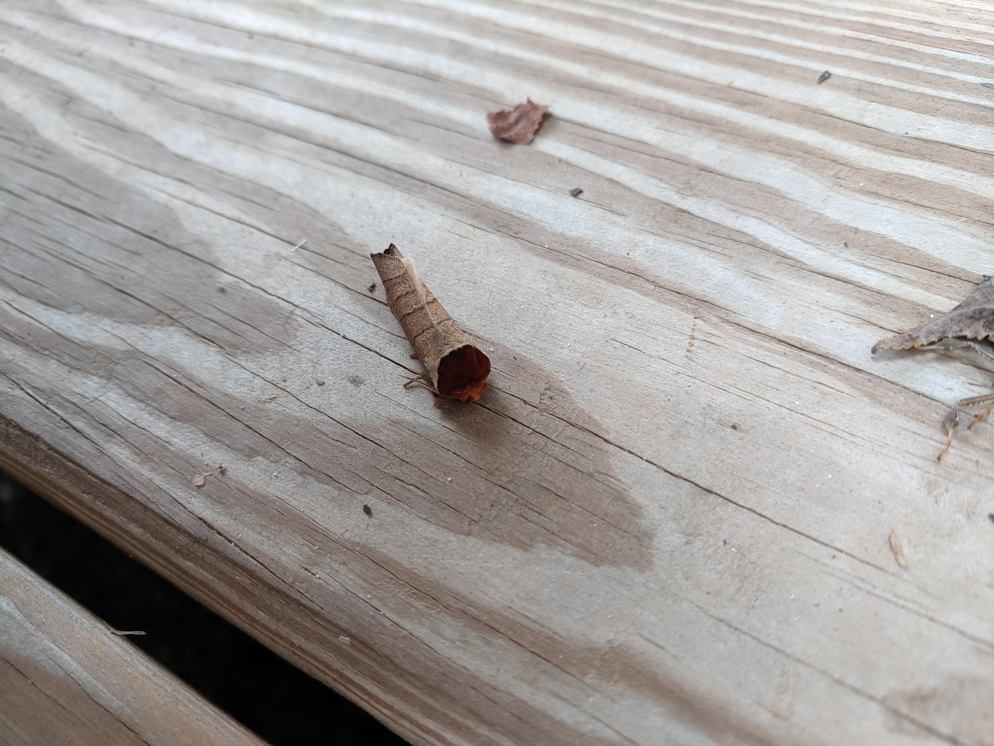 A very convincing leaf | Scrolller