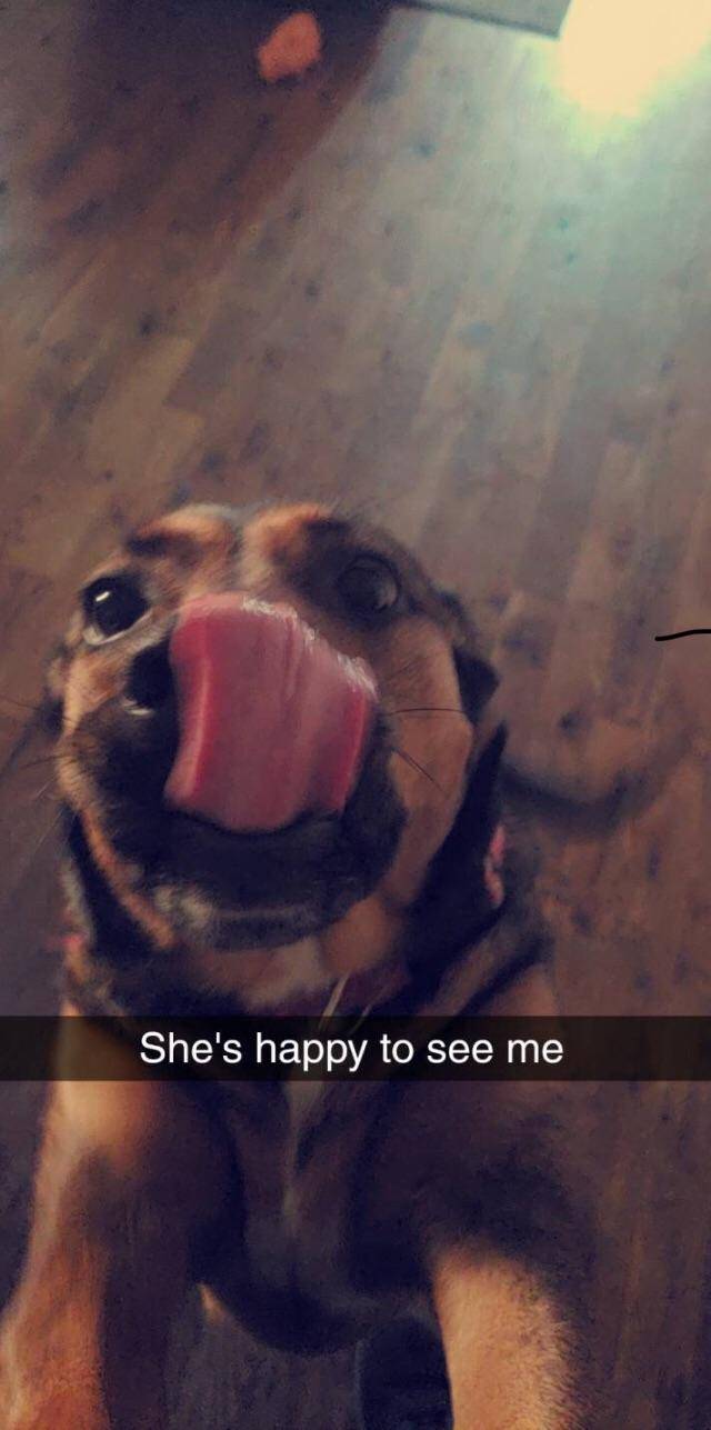 A very large Mlem | Scrolller