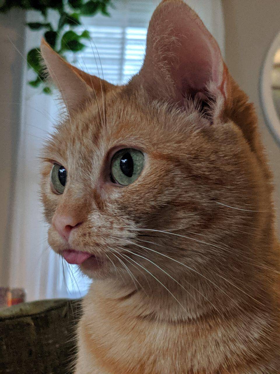 A very photogenic blep from Marzipan | Scrolller