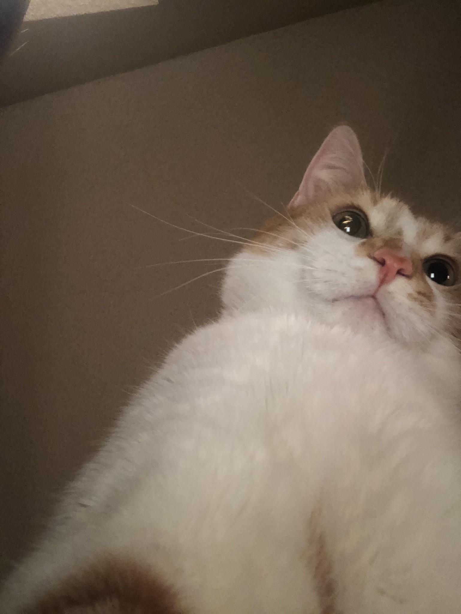 A VERY polite cat! | Scrolller