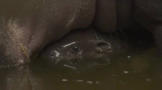 A well-protected baby hippo | Scrolller