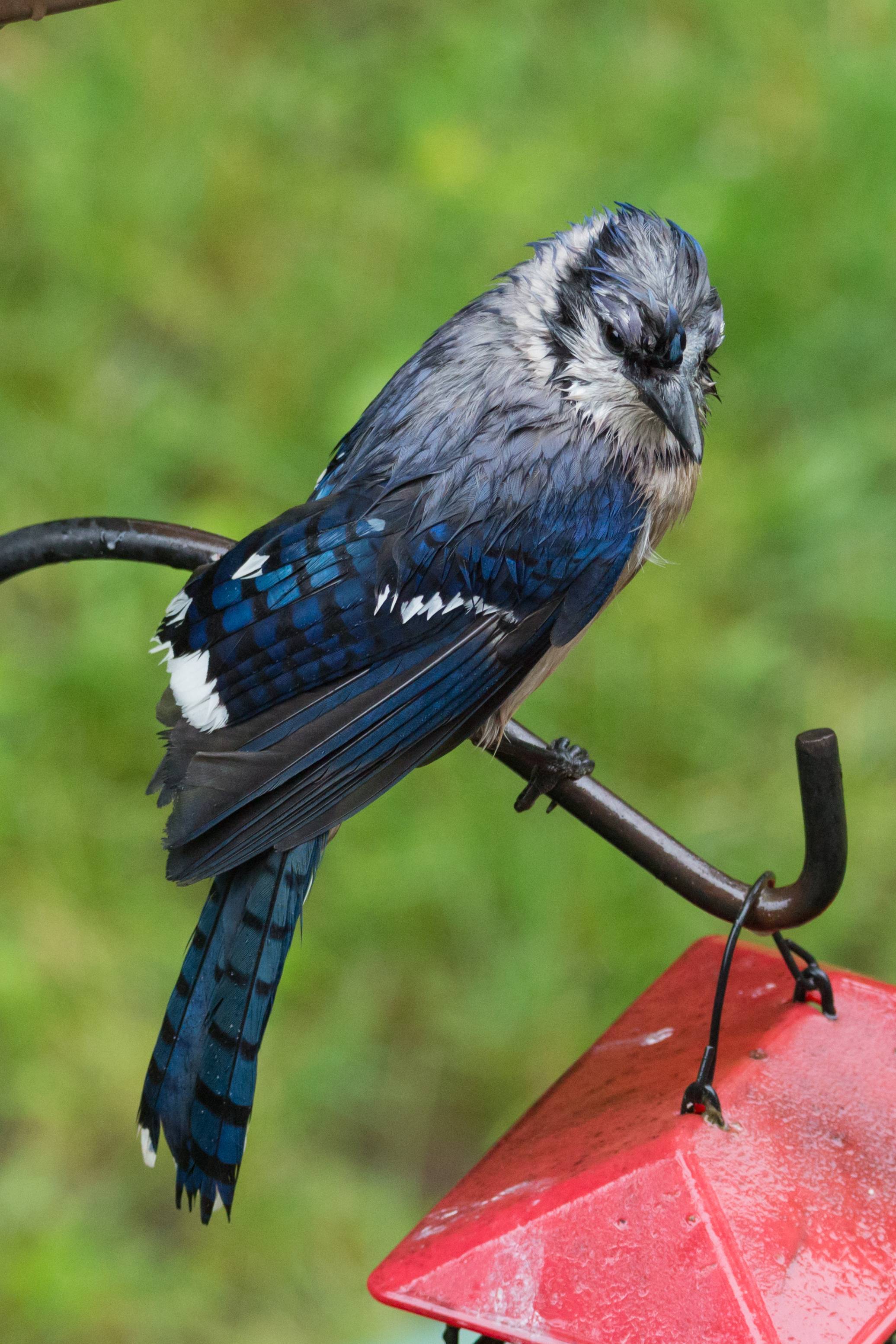 A wet Blue Jay | Scrolller