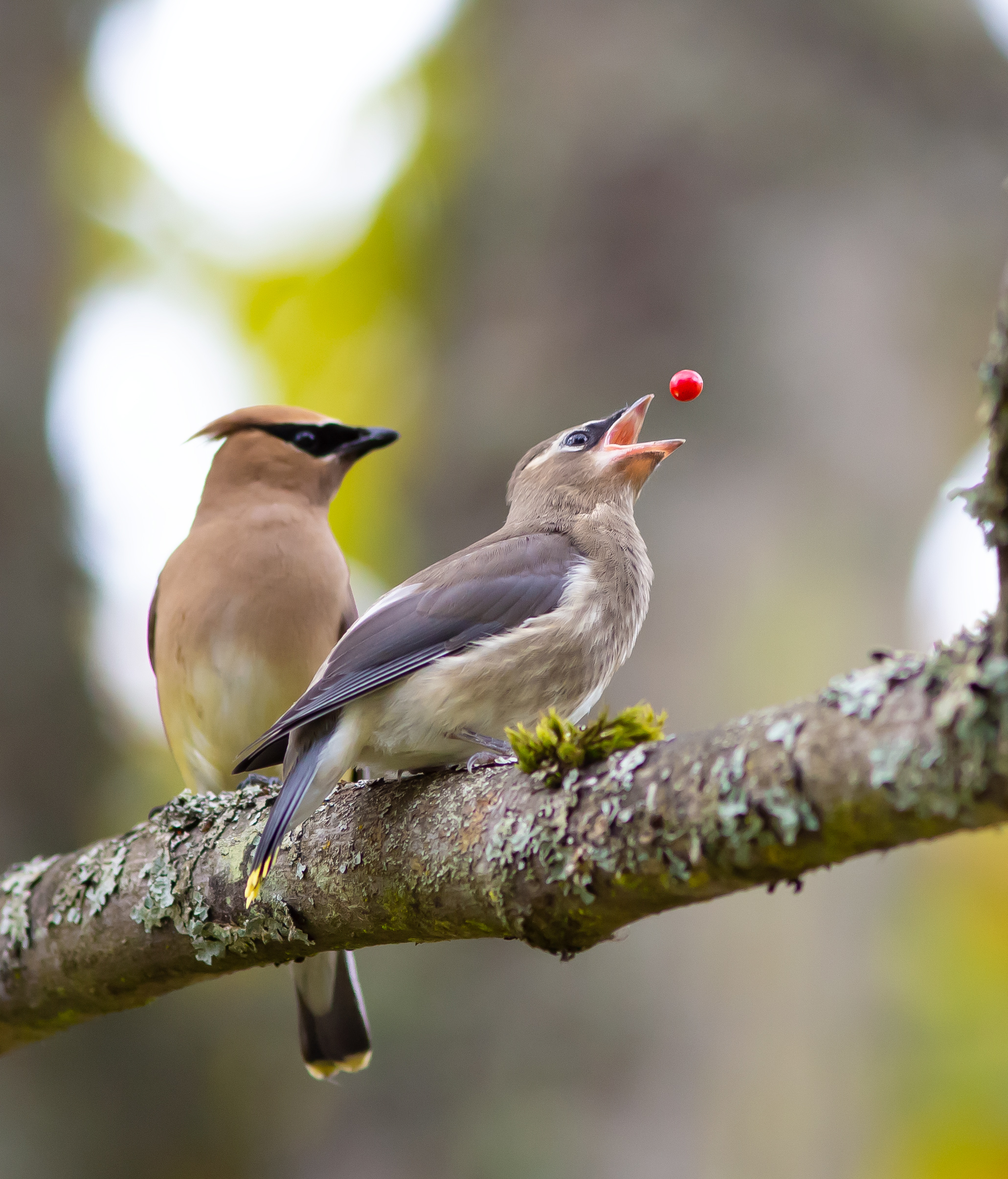 A young cedar waxwing practices tossing berries while mom supervises. | Scrolller