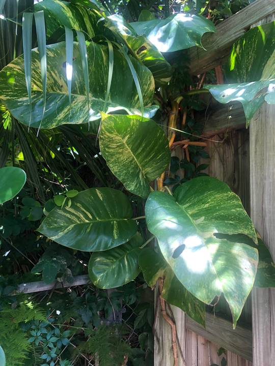 Absolute massive pothos leaves wrapped around a backyard fence | Scrolller