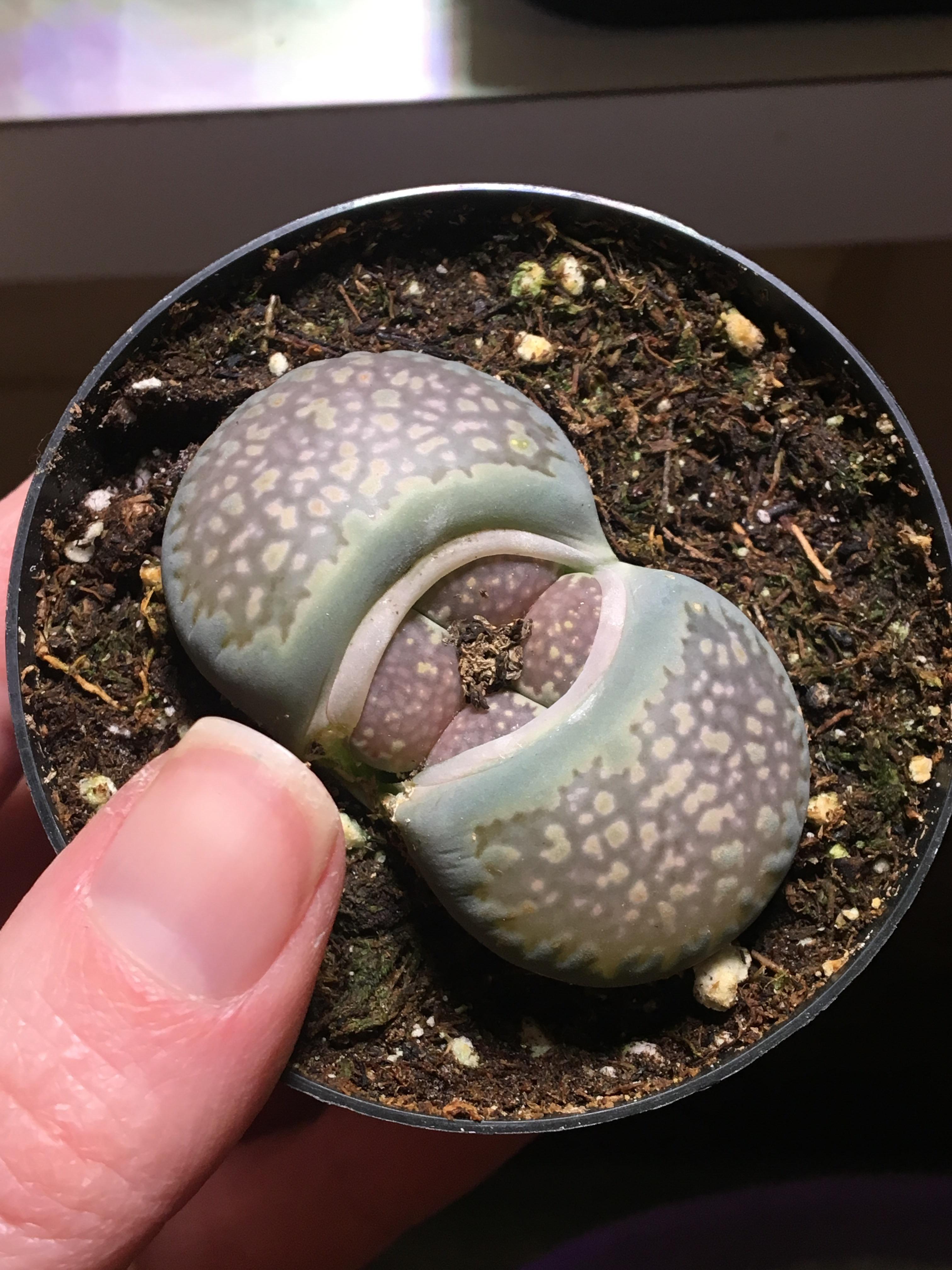 Absolute unit. | Scrolller