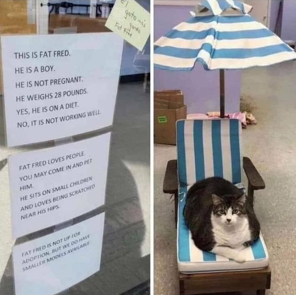 Absolute unit fat fred | Scrolller