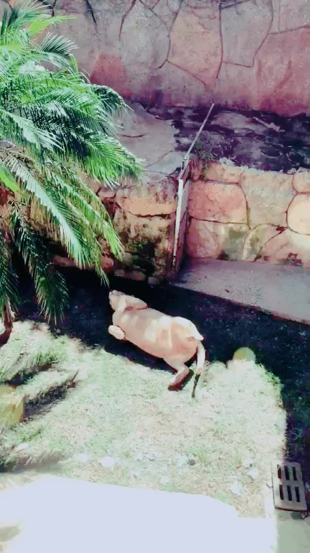 Absolute unit of a lioness at a Brazilian Zoo | Scrolller