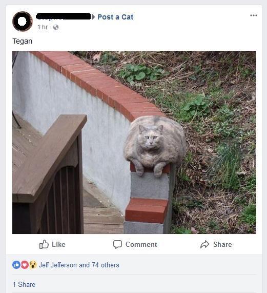 Absolute unit | Scrolller