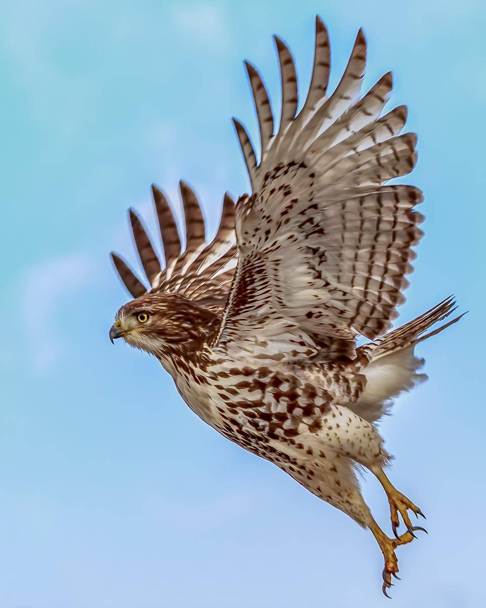 Absolutely gorgeous Red Tailed Hawk taking flight in my hometown of Windsor, love these beauties ...