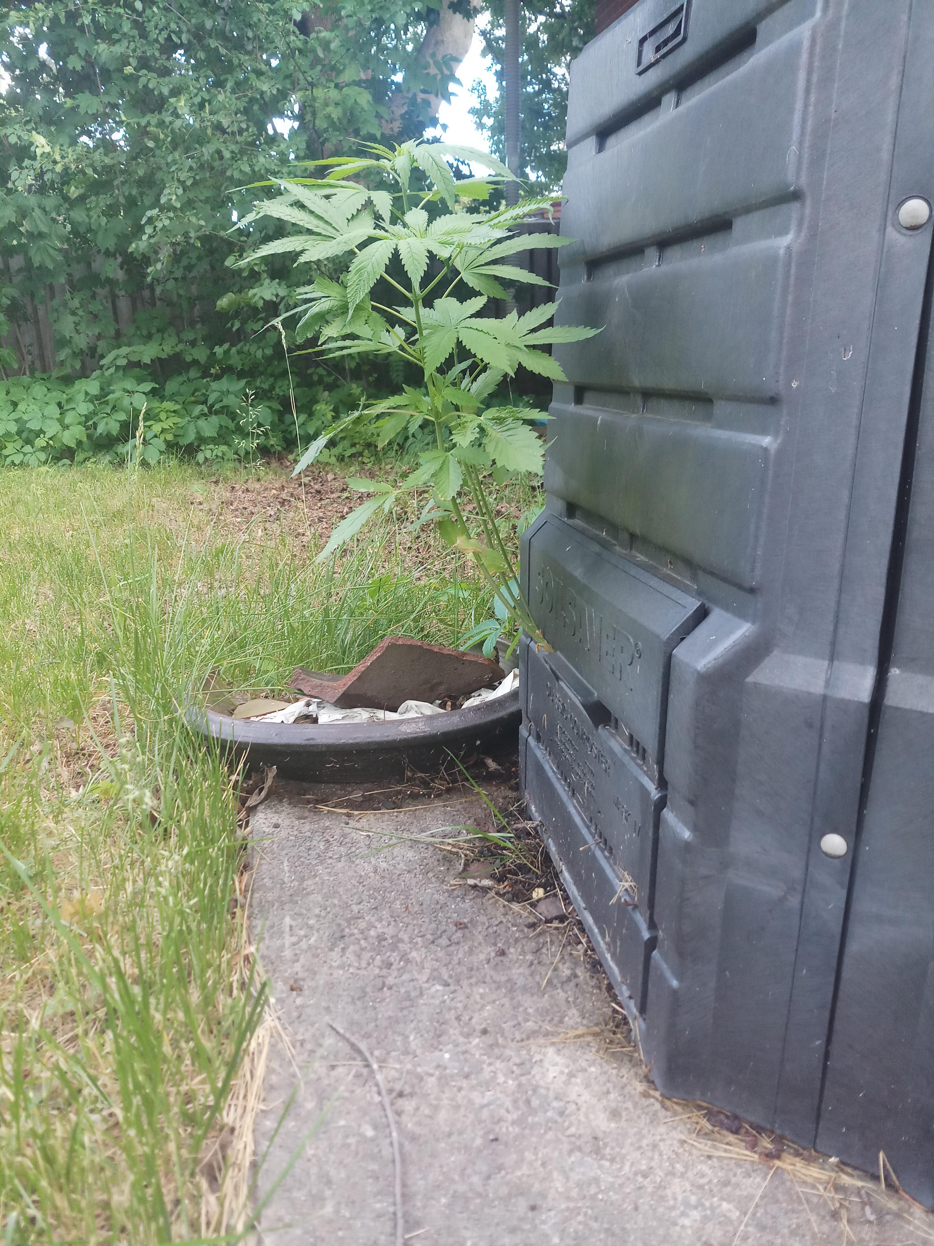 Accidental compost grow | Scrolller