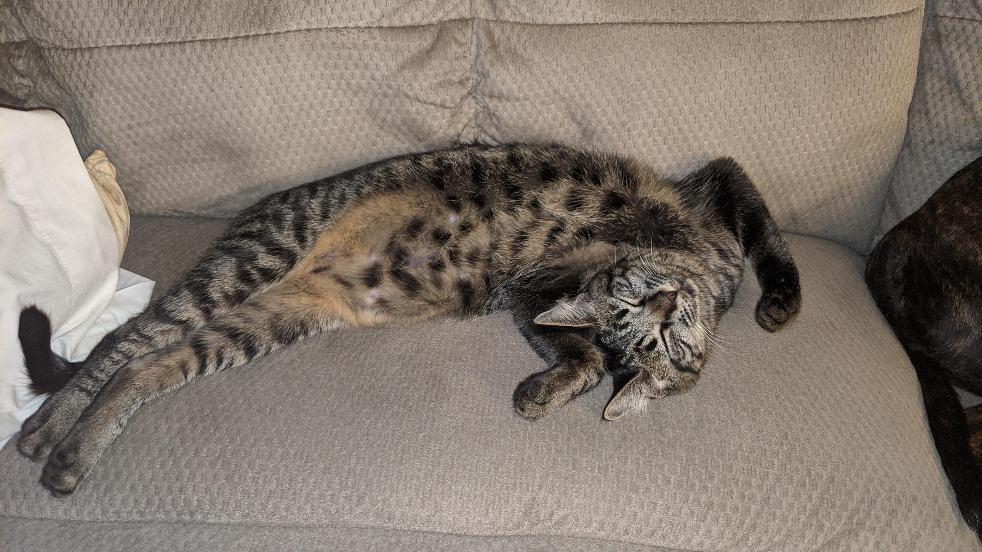 Accidently showing her true alien posture during recharge. | Scrolller