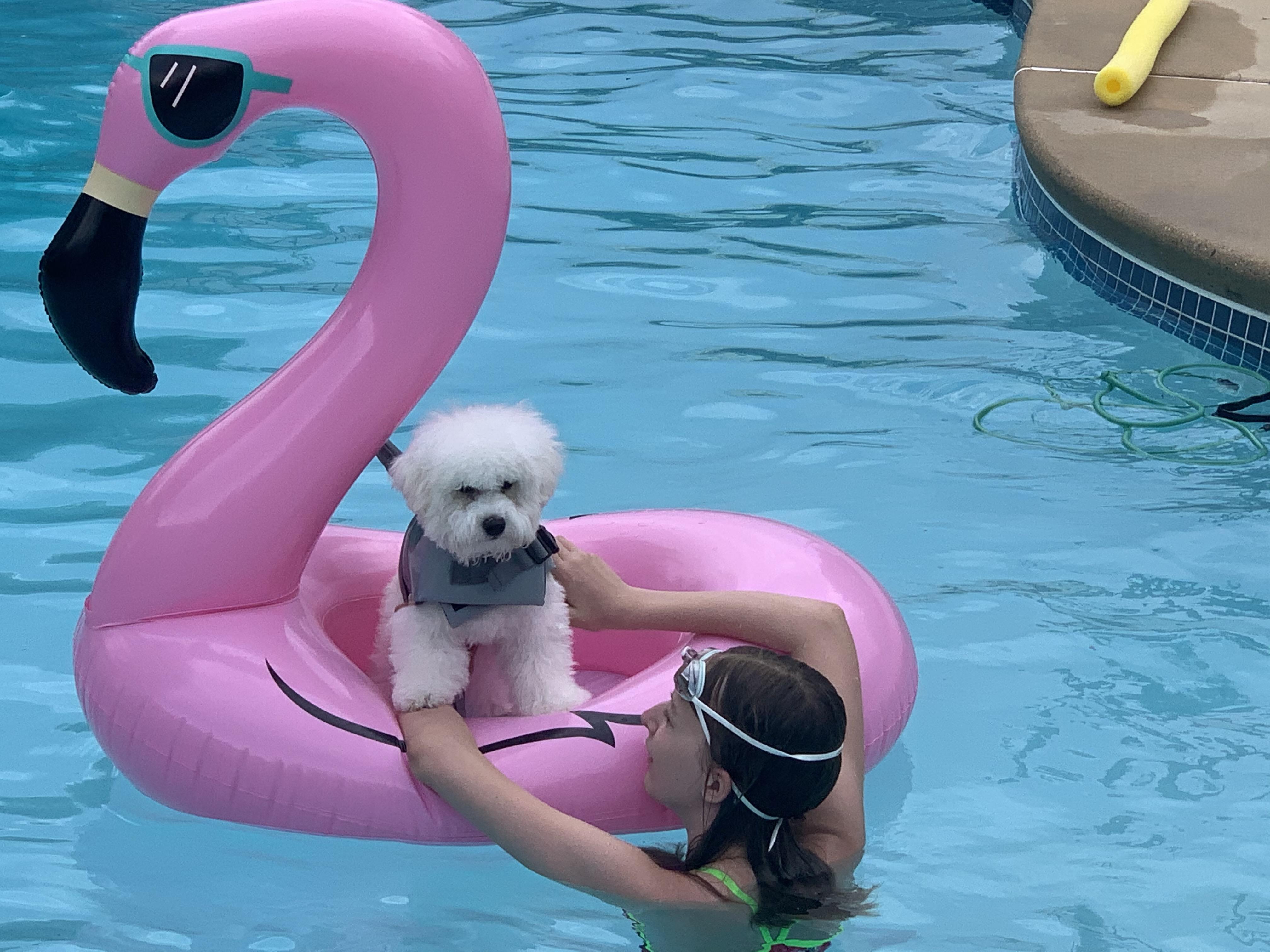 Ace getting a ride on his pink flamingo float. | Scrolller