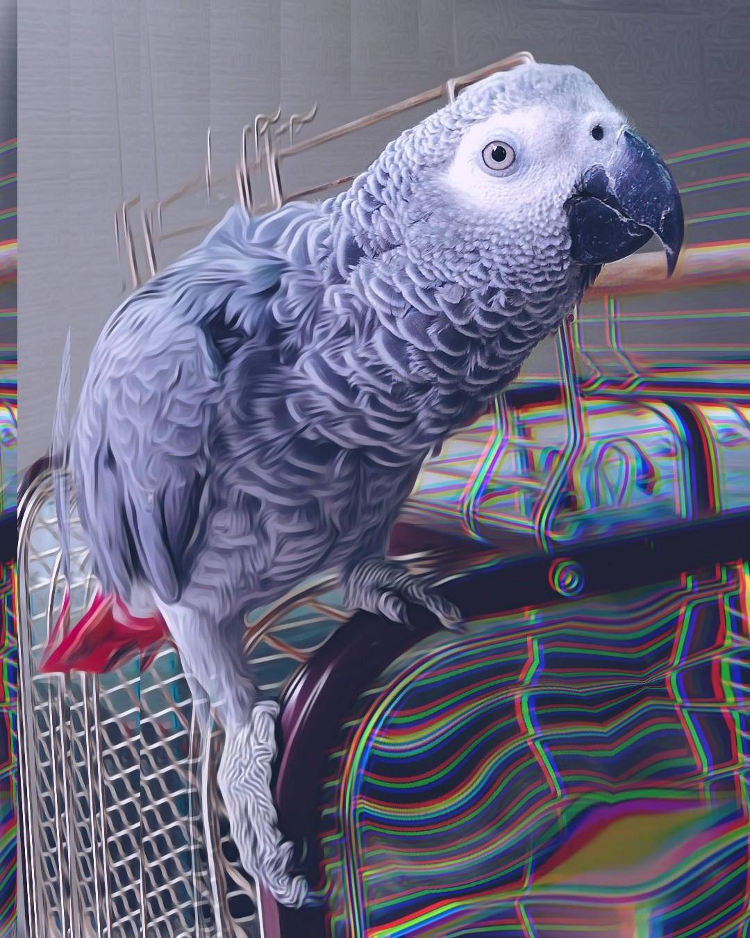 Parrot on acid | Scrolller