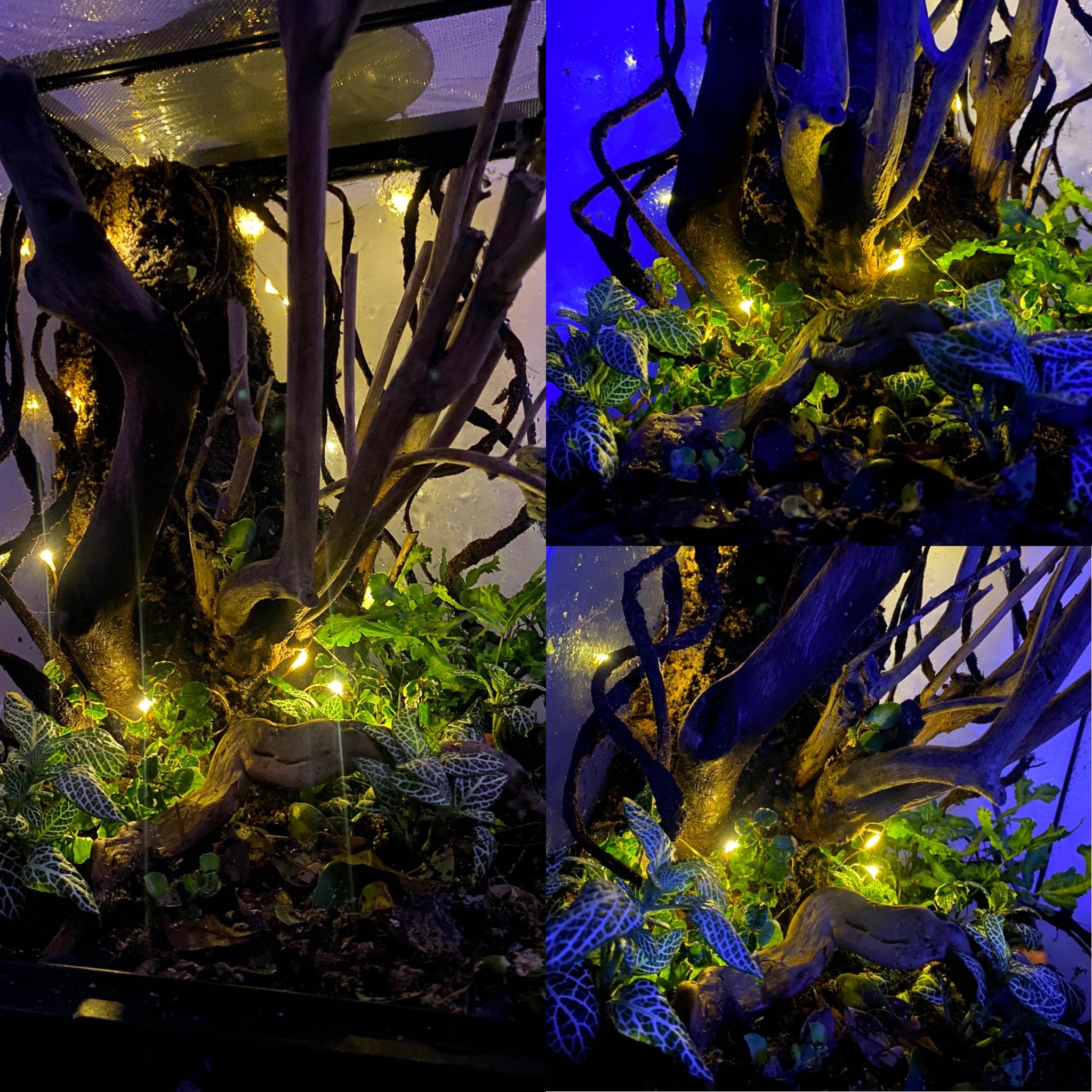 Added some firefly lights and... | Scrolller