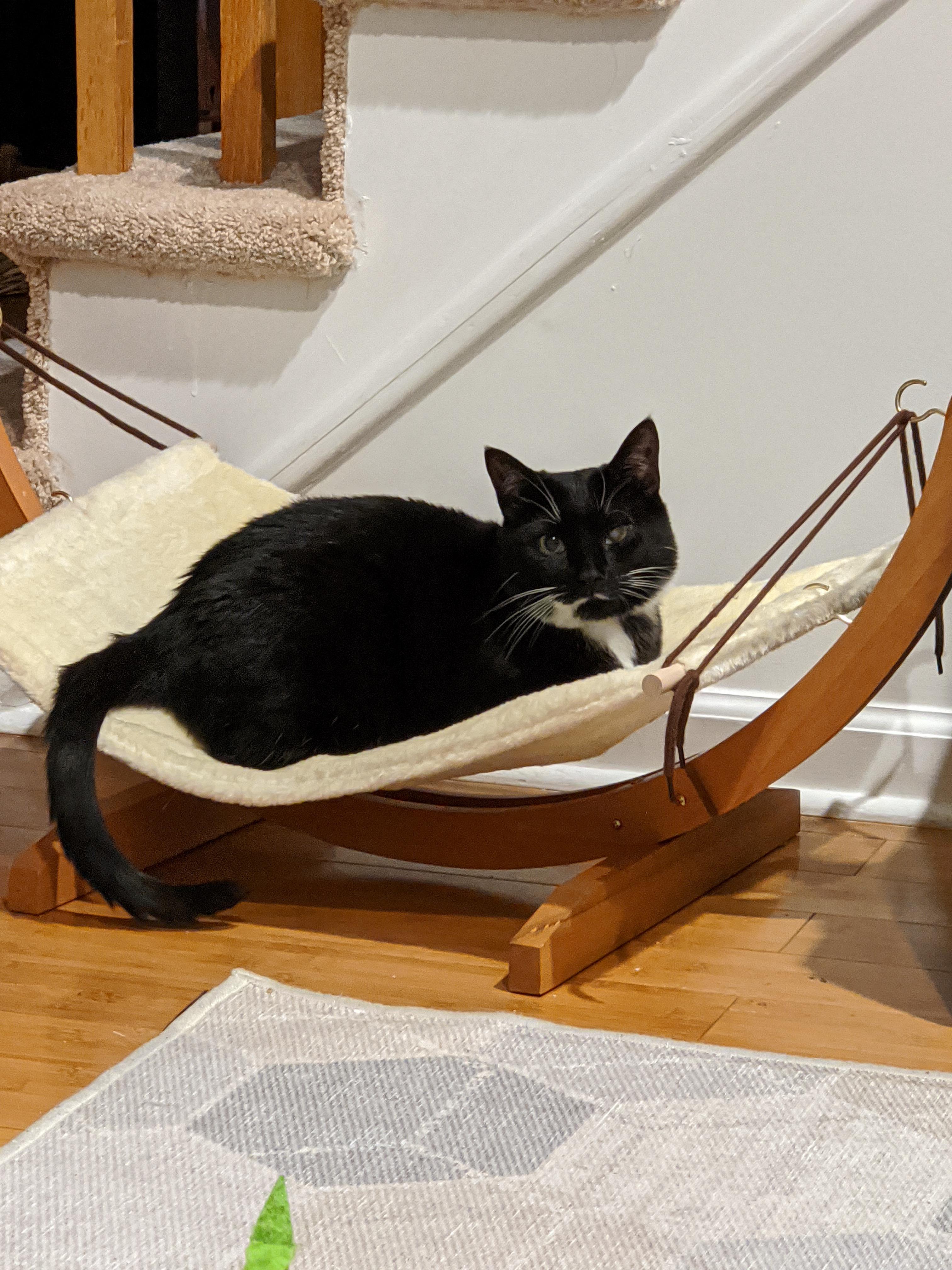 Addy on her tiny hammock | Scrolller