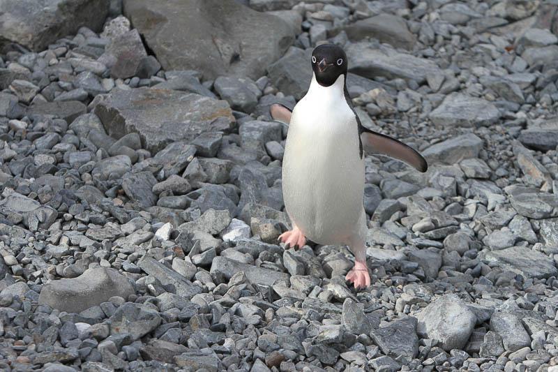 Adelie Penguin in the wild! [OC] | Scrolller