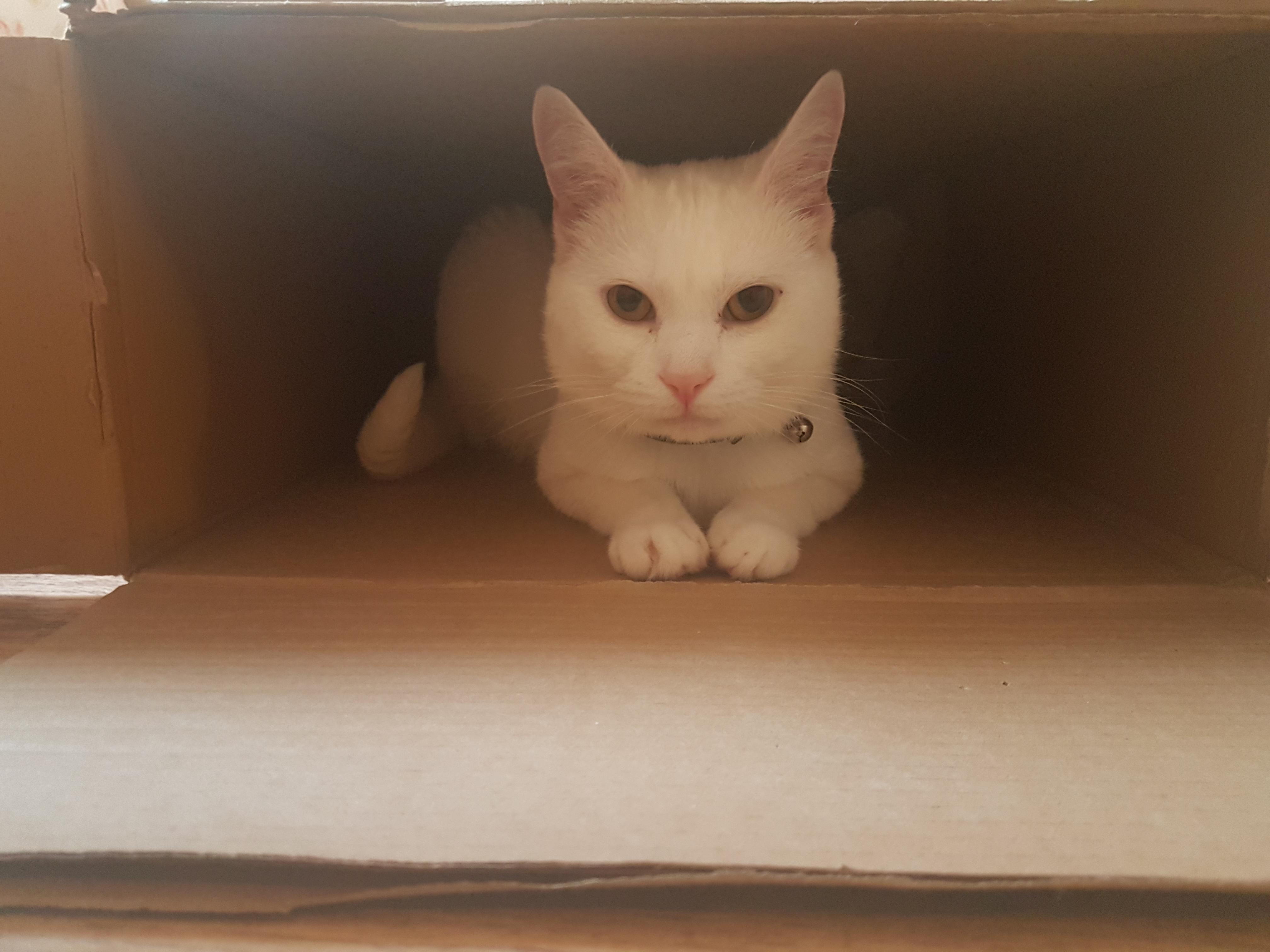 After building an amazing cat den this is where Spook wants to sleep... | Scrolller