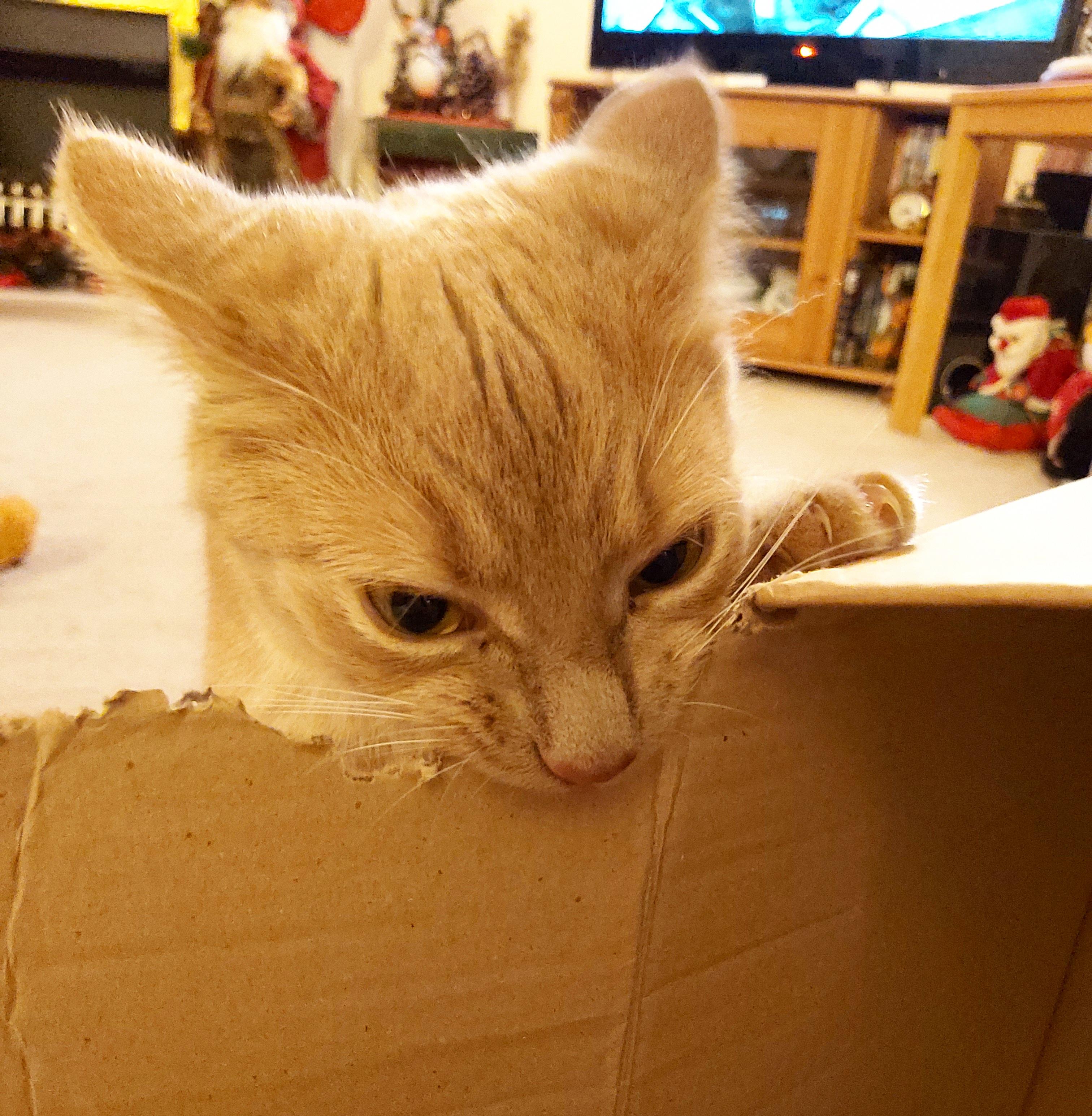 Aggressive noms | Scrolller