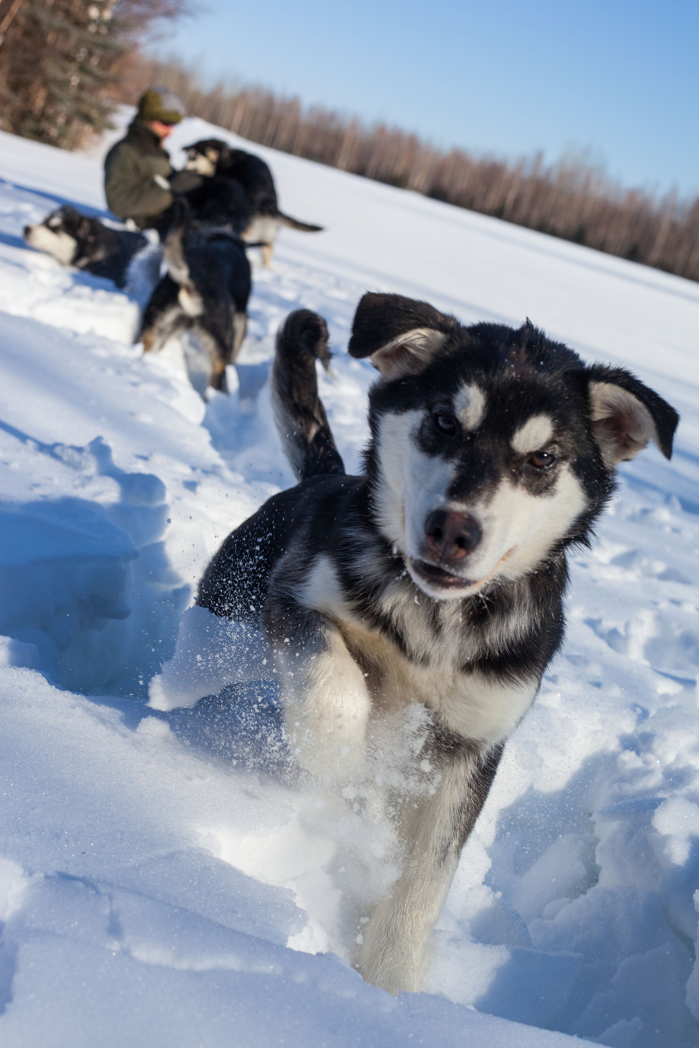 Alaskan escape [1365x2048] | Scrolller