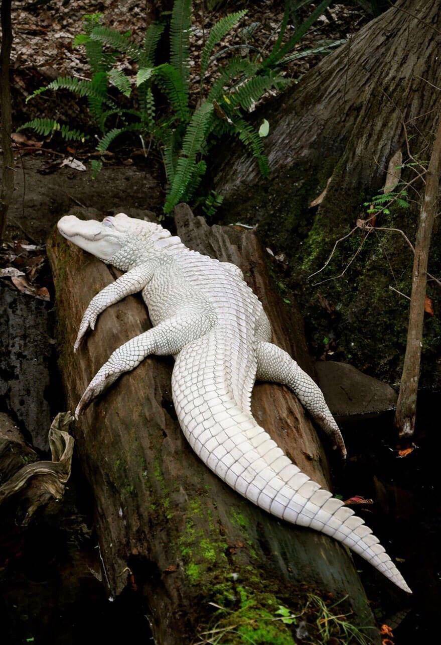 Albino alligator | Scrolller