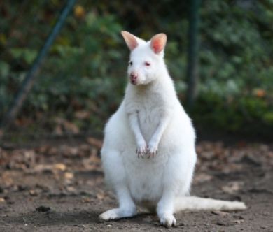 Albino wallaby. | Scrolller