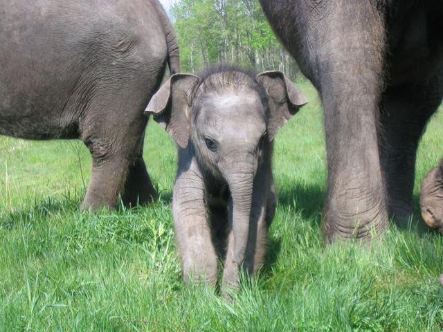 Alfred the 3 month old baby elephant | Scrolller