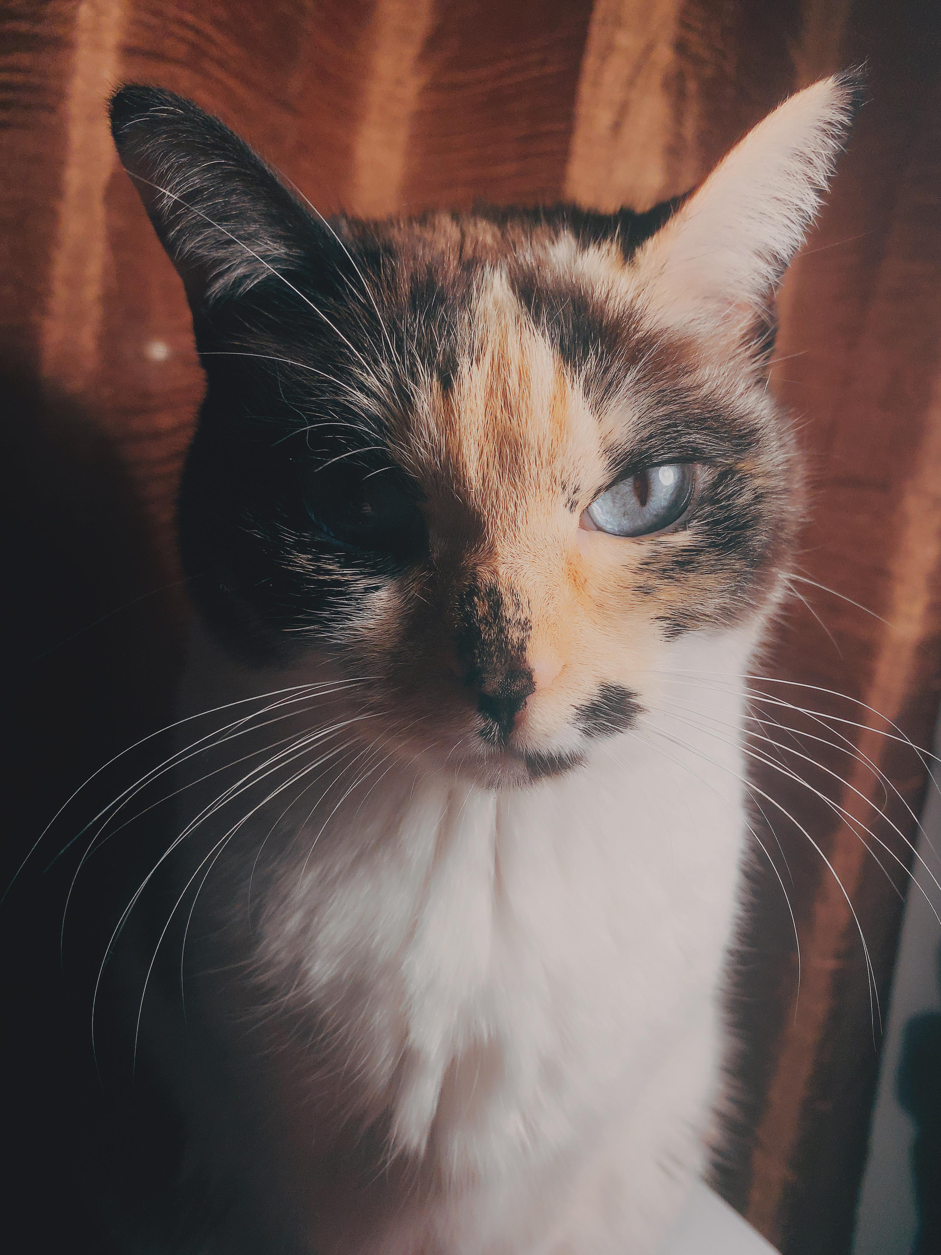 Alice is not amused. | Scrolller