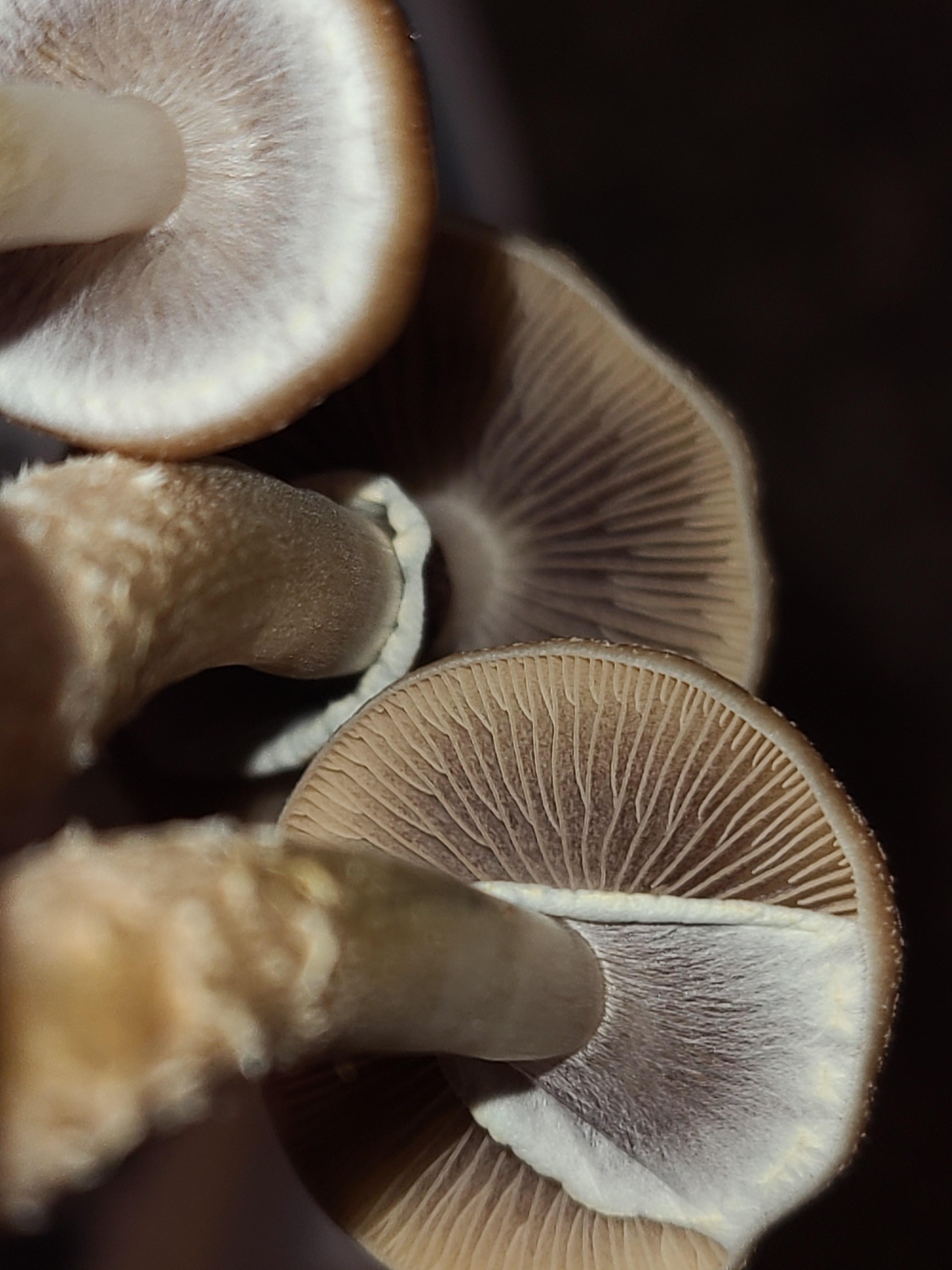 All 3 stages of veil | Scrolller