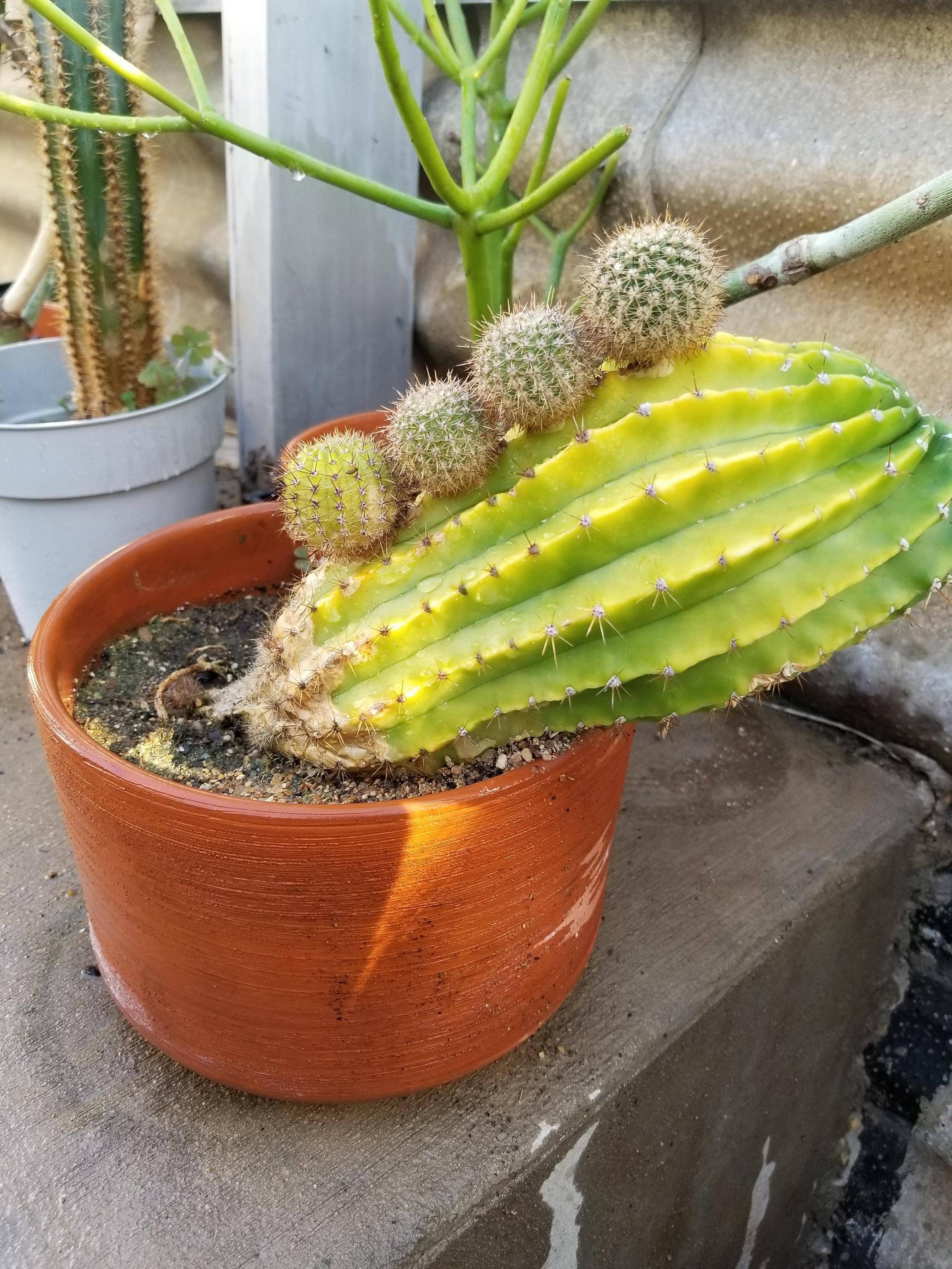 All aboard the cactus train? | Scrolller