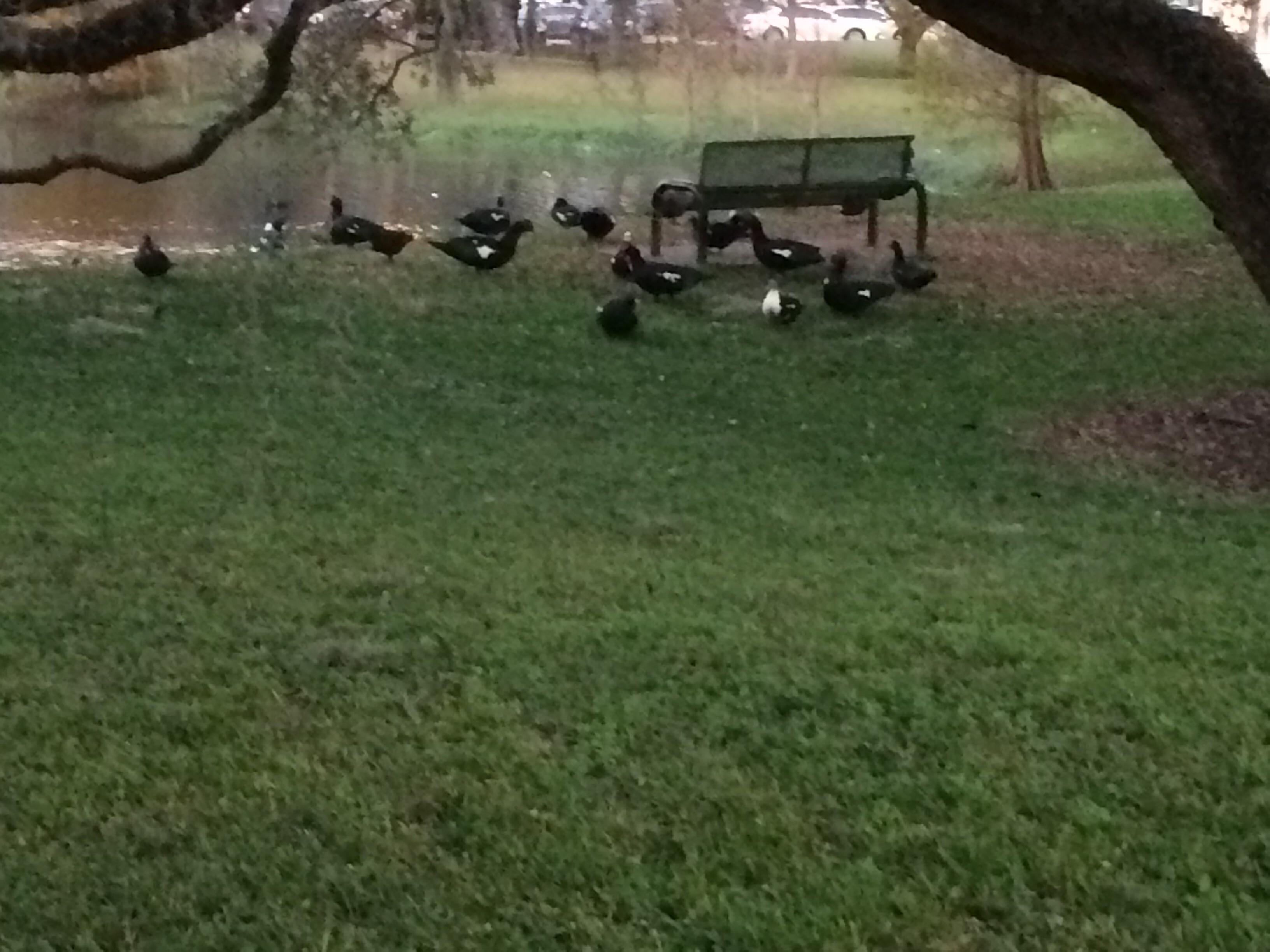 ALL DA DUCKS | Scrolller