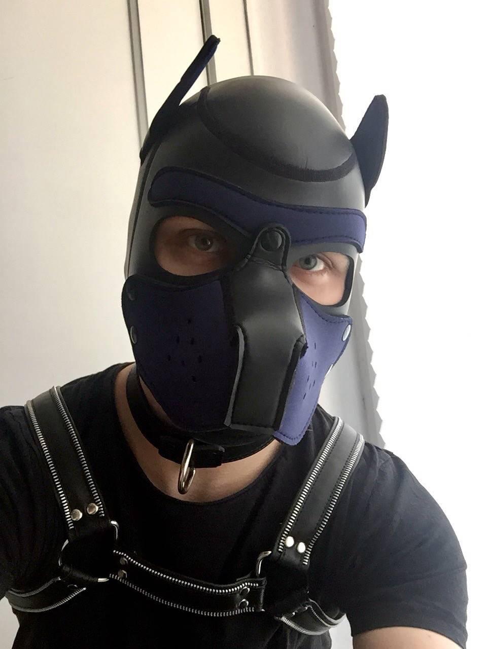 All geared up! *ruff* | Scrolller