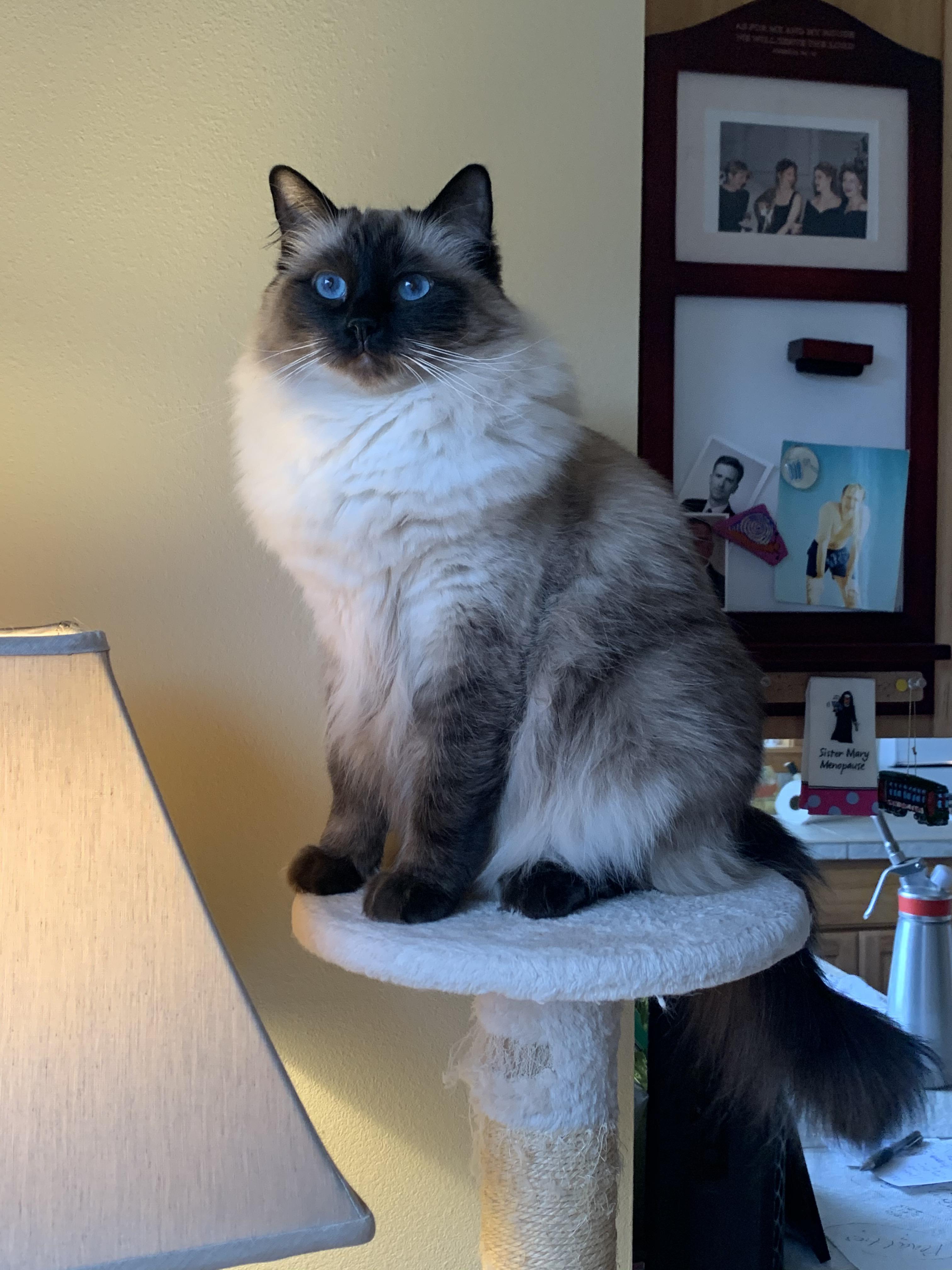 All hail, Sophie Rose, Queen of ragdolls and sweetness—pure sweetness. | Scrolller