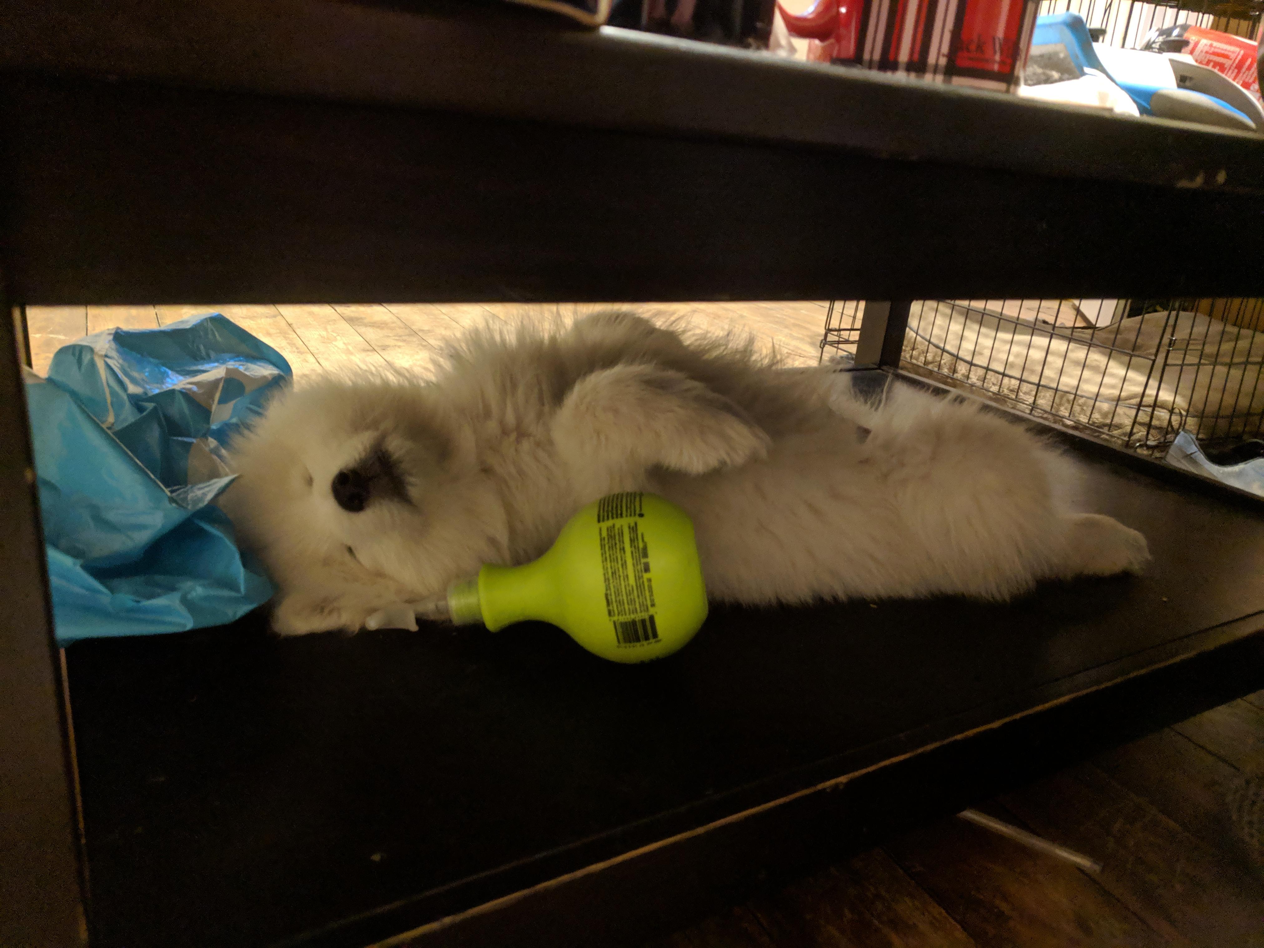 All tuckered out | Scrolller