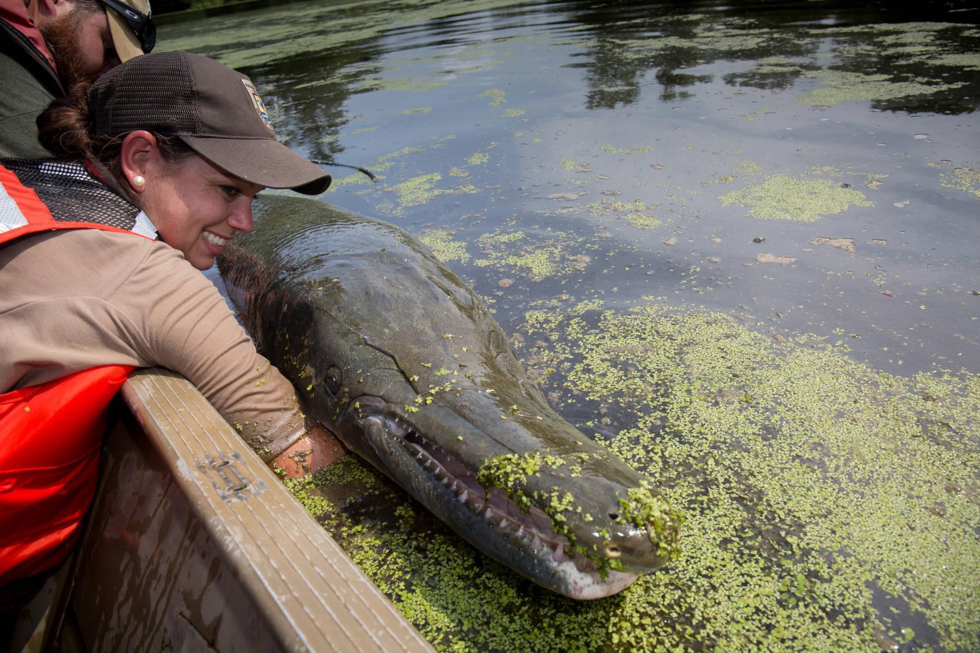 An alligator gar, one of the largest and most menacing looking of North American freshwater fish ...