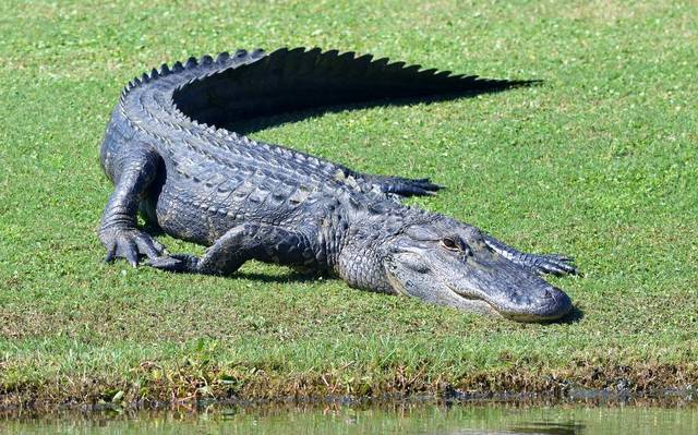 Alligator is very terrible | Scrolller