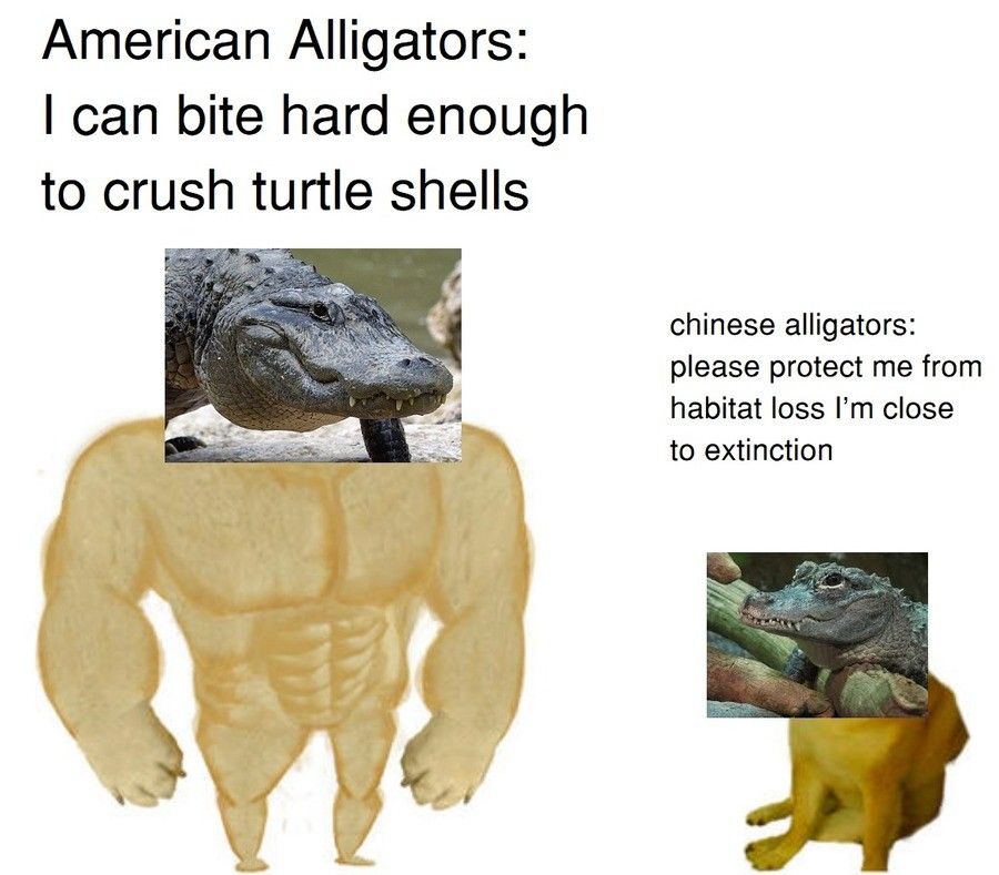 Alligator species | Scrolller